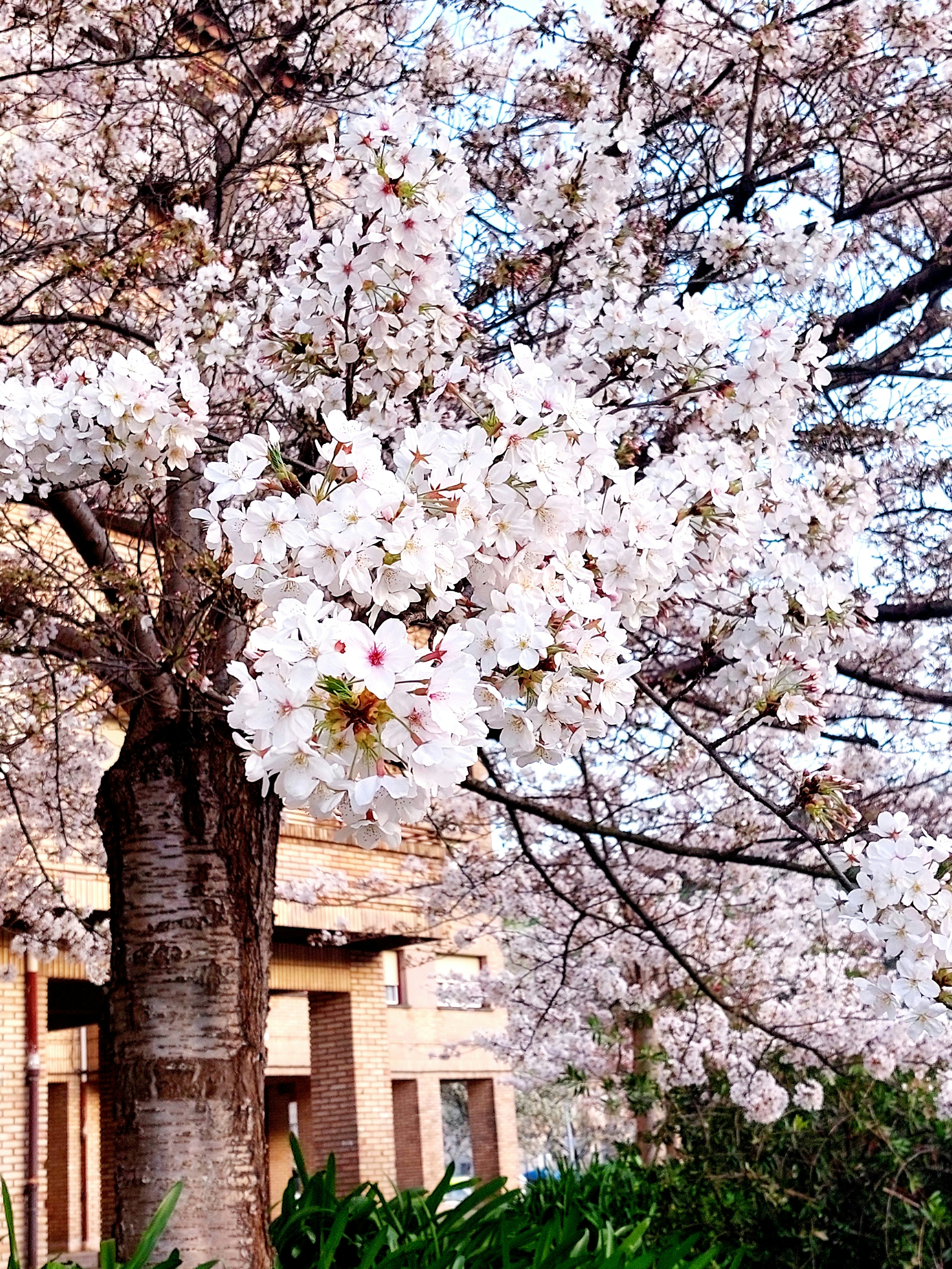 Photo by Zen Life with Samsung Galaxy A52