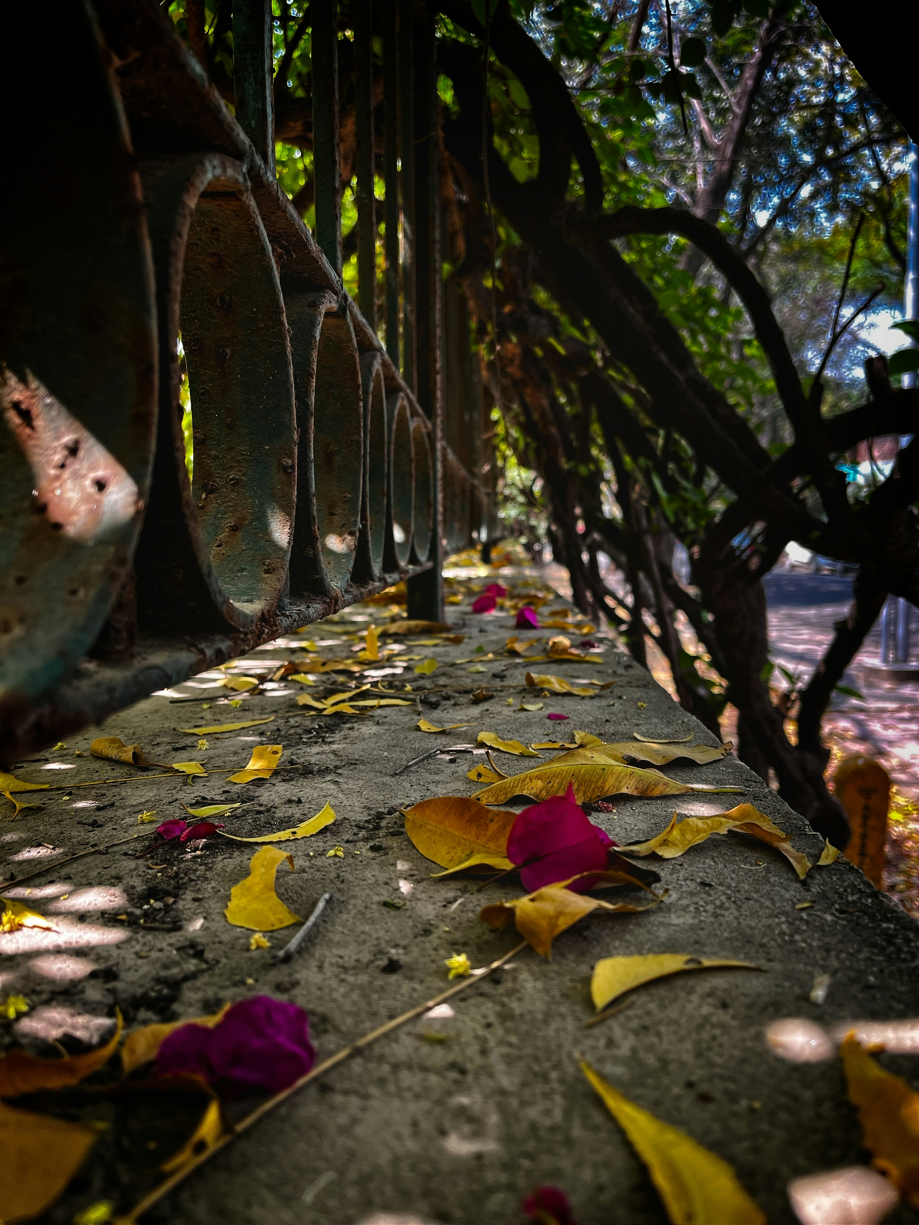 Petals on the Edge: Morning Light Along a Wrought-Iron Railing