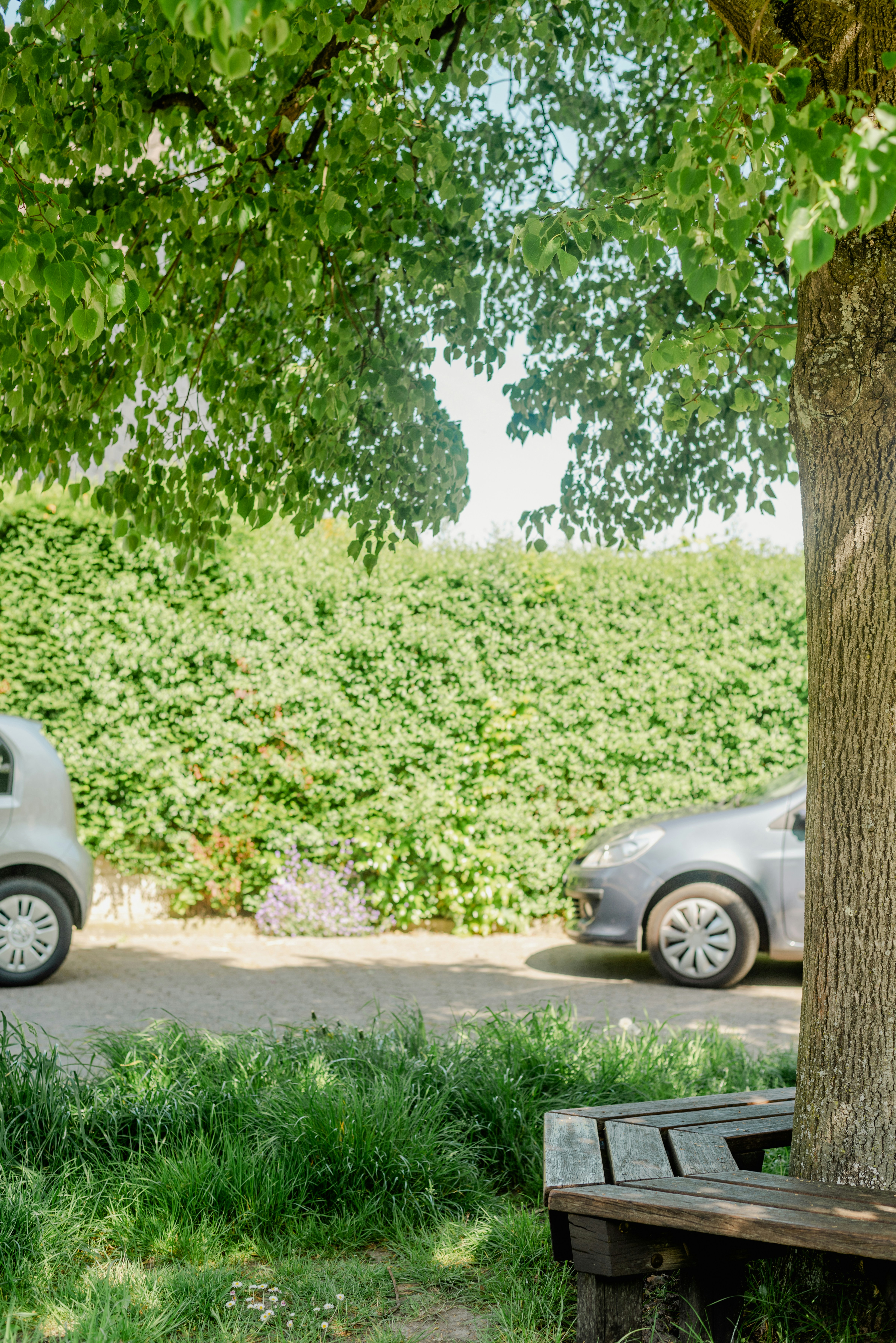 Shade and Street: A Quiet Moment by the Parked Cars