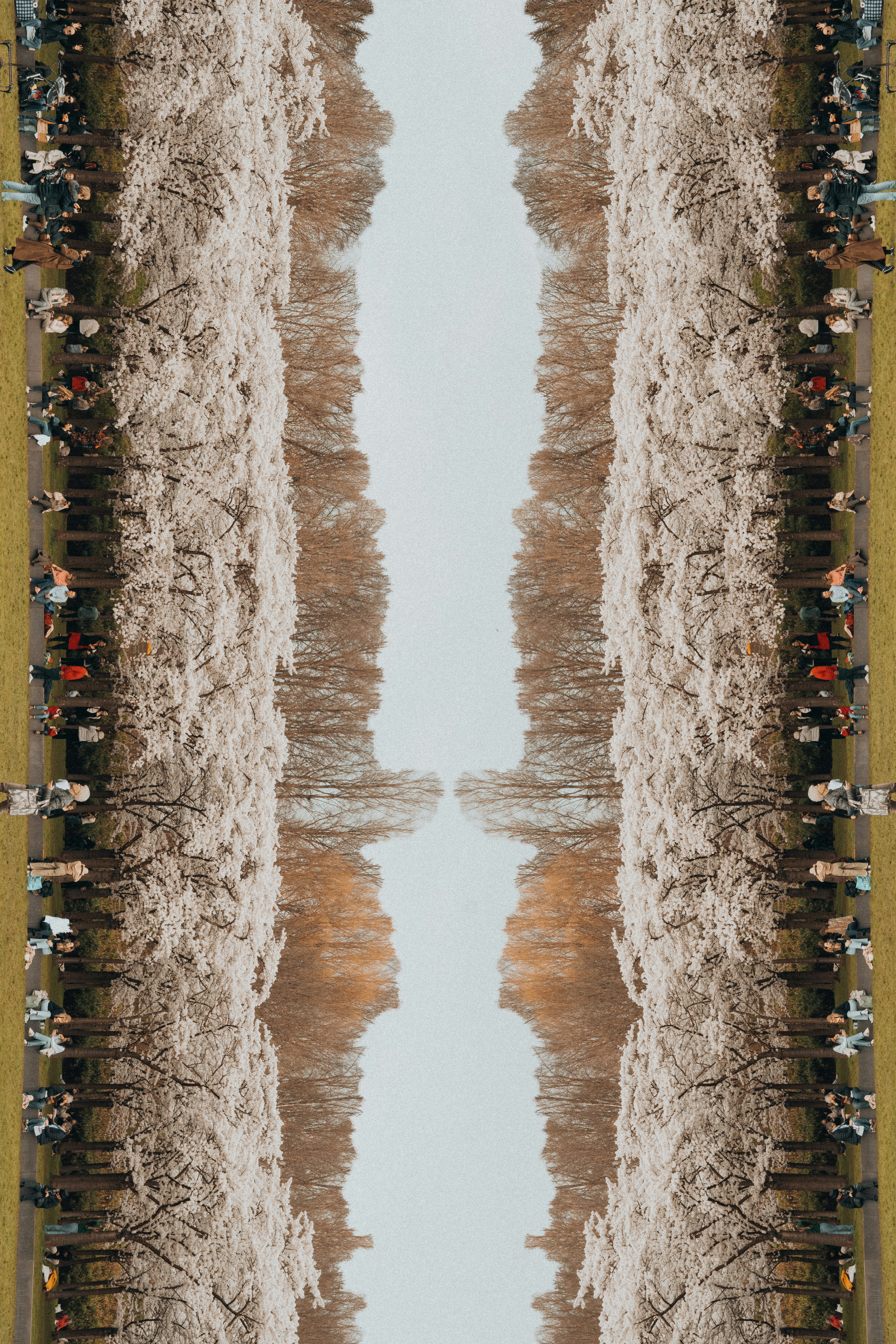 Symmetric Autumn: A Twin-View Corridor of Trees