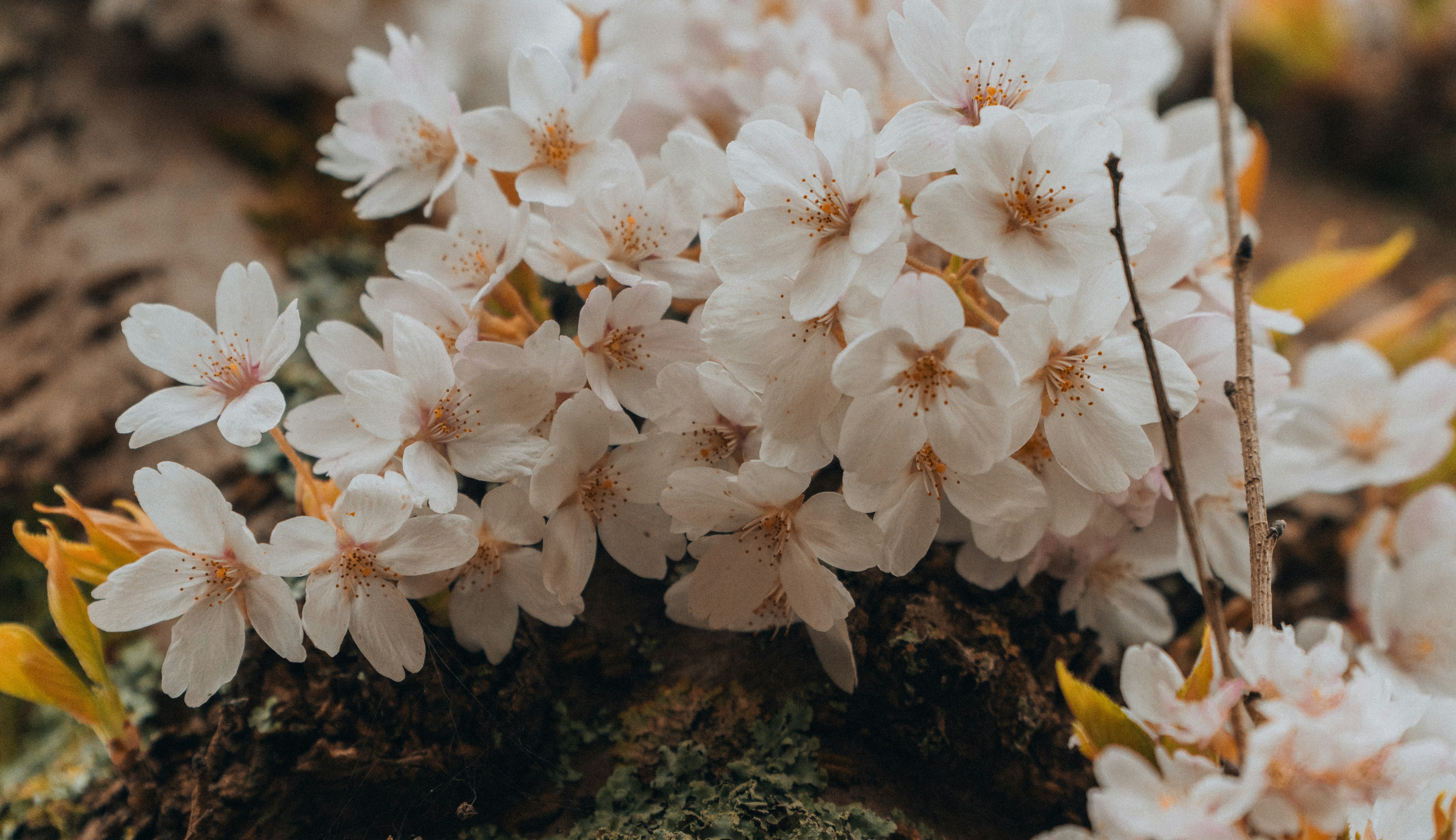 Cluster of white cherry blossoms with delicate pink centers resting on a mossy log.