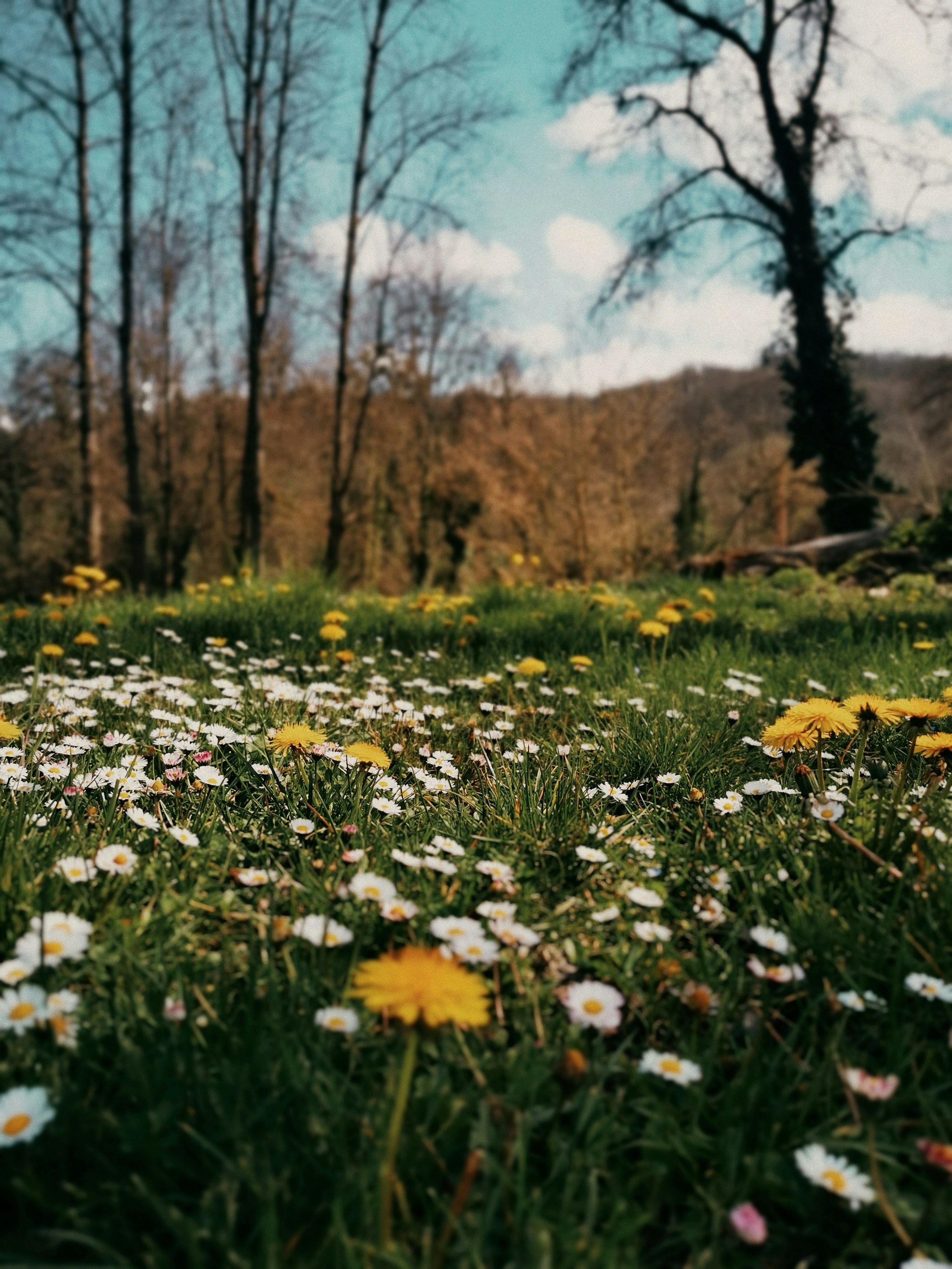 500+ Flower Field Pictures [HD] | Download Free Images on Unsplash