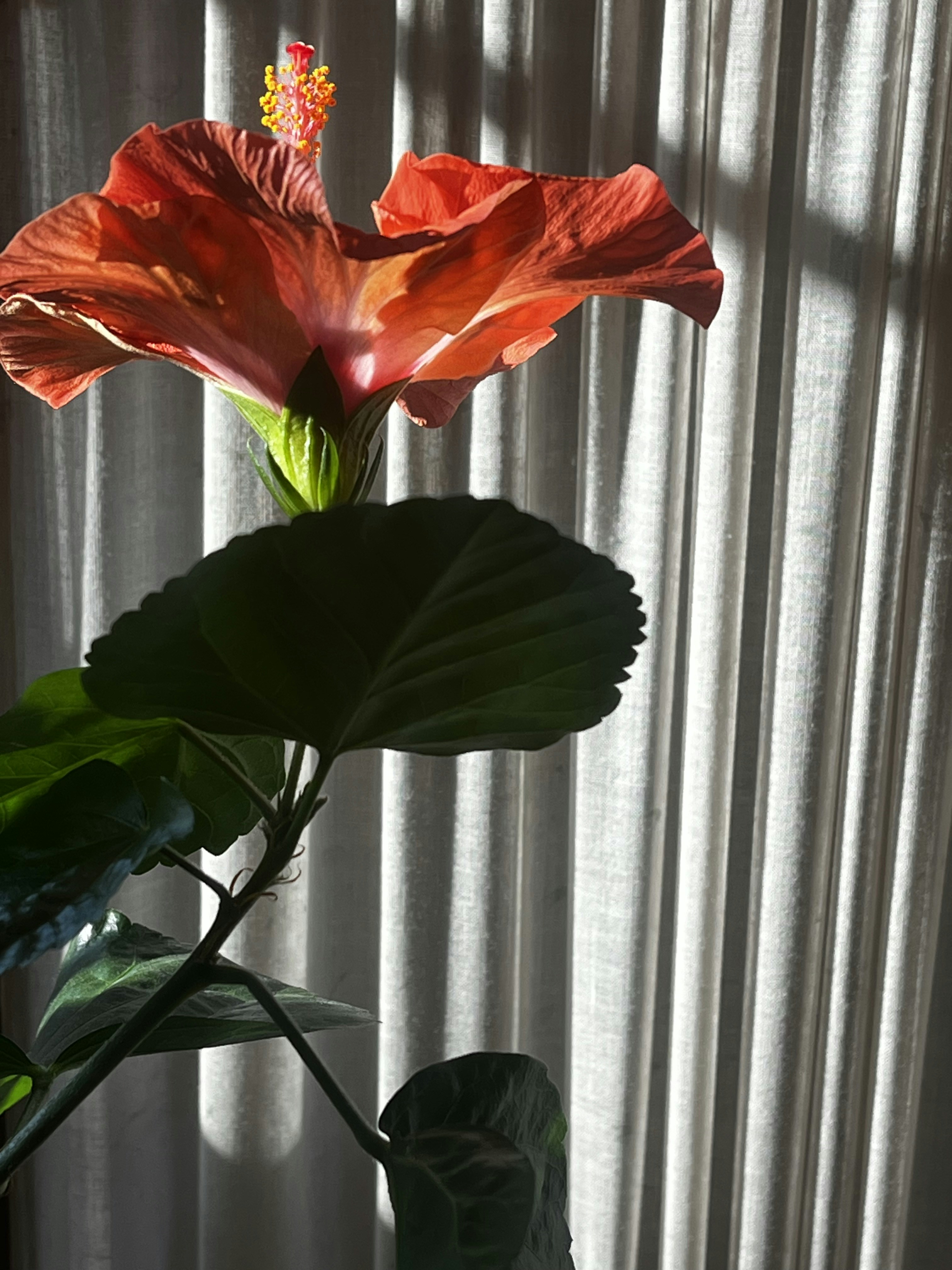 Crimson Hibiscus Reaching Toward Morning Light Behind Pleated Curtains