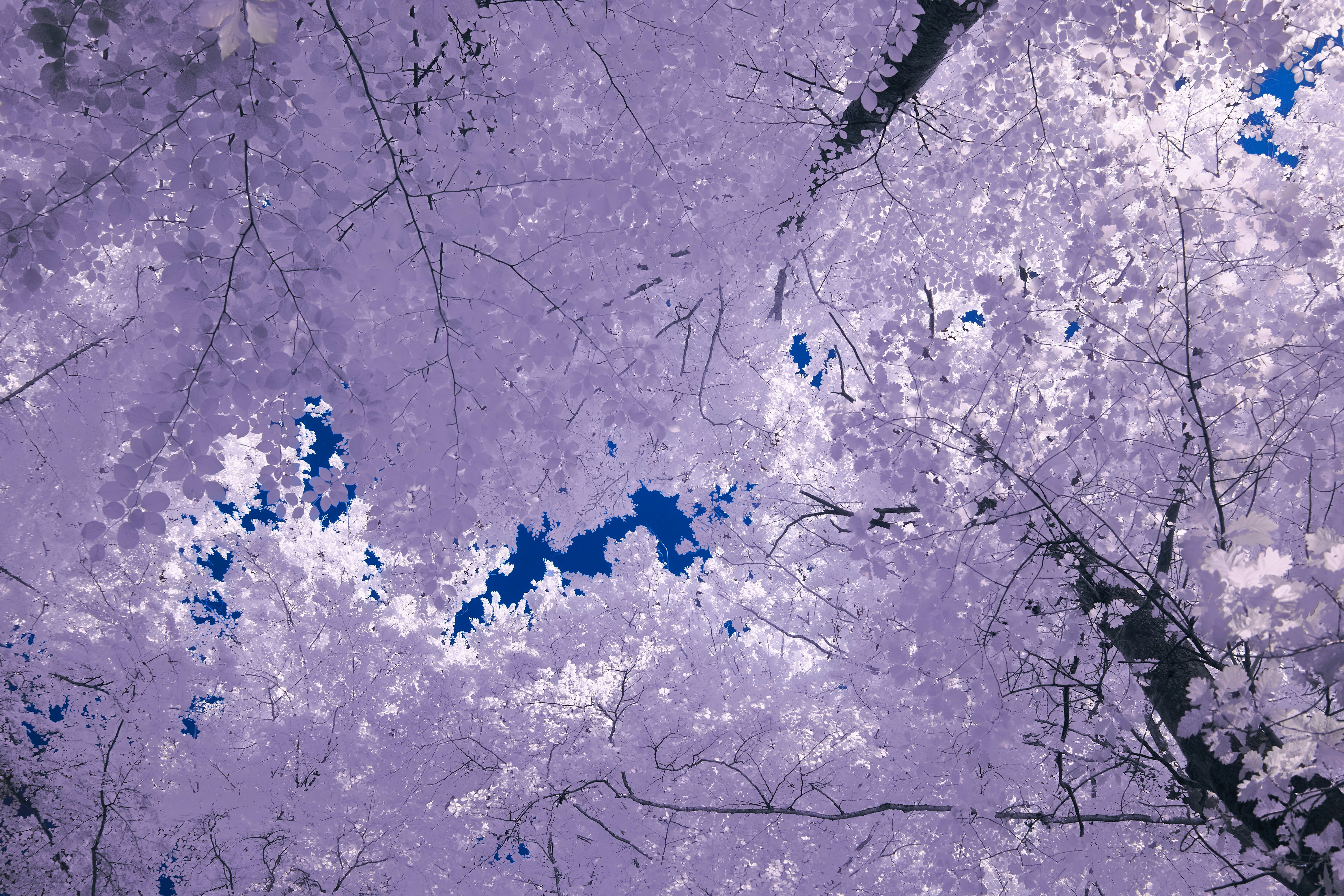 Photo by Wolfgang Hasselmann with Sony Alpha 7 II