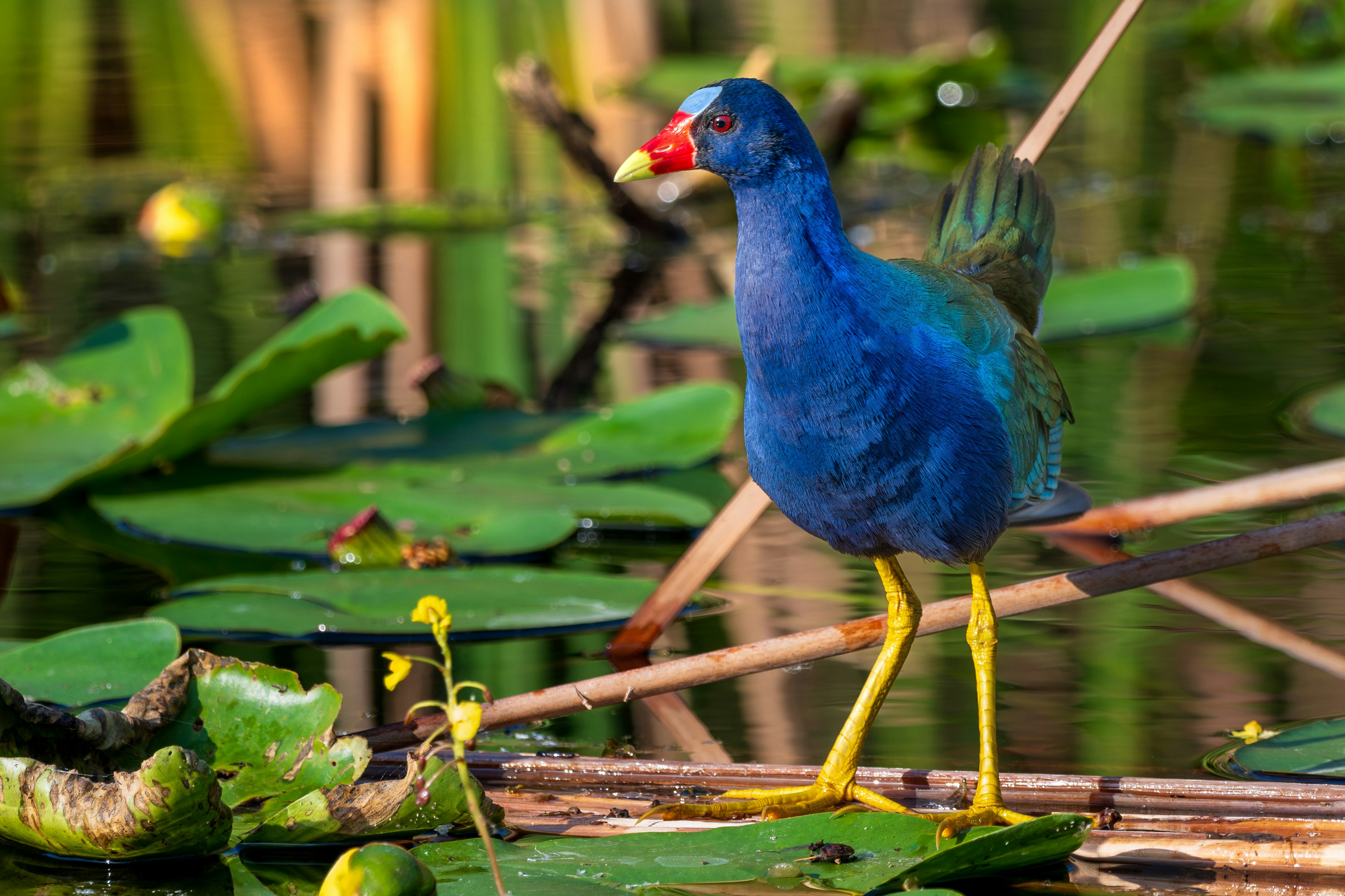 Un pájaro azul está parado sobre un palo en el agua foto – Imagen de ...