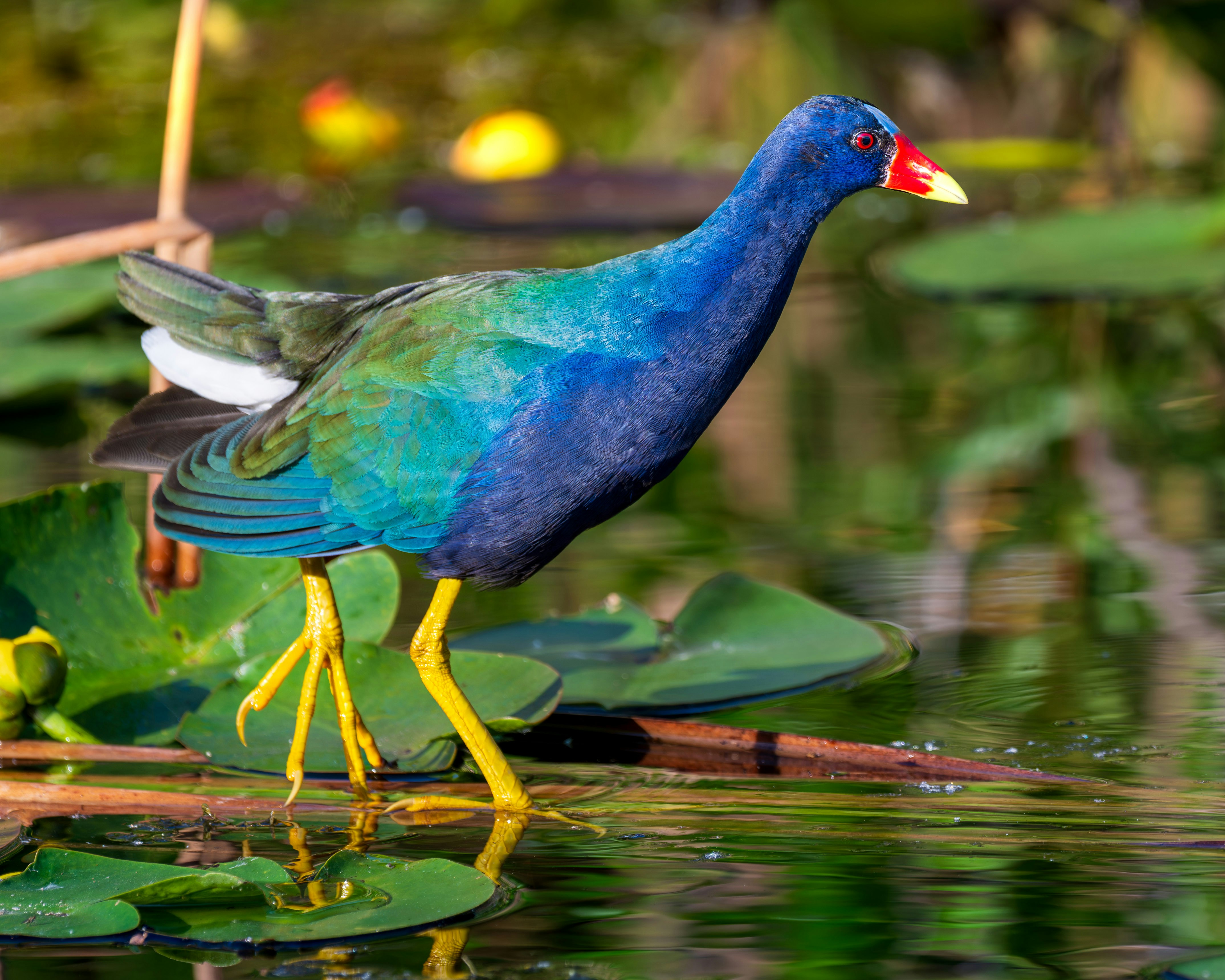 A Purple Gallinule at sunrise, walking on the lily pads looking for flower buds. Everglades National Park, Shark Valley.