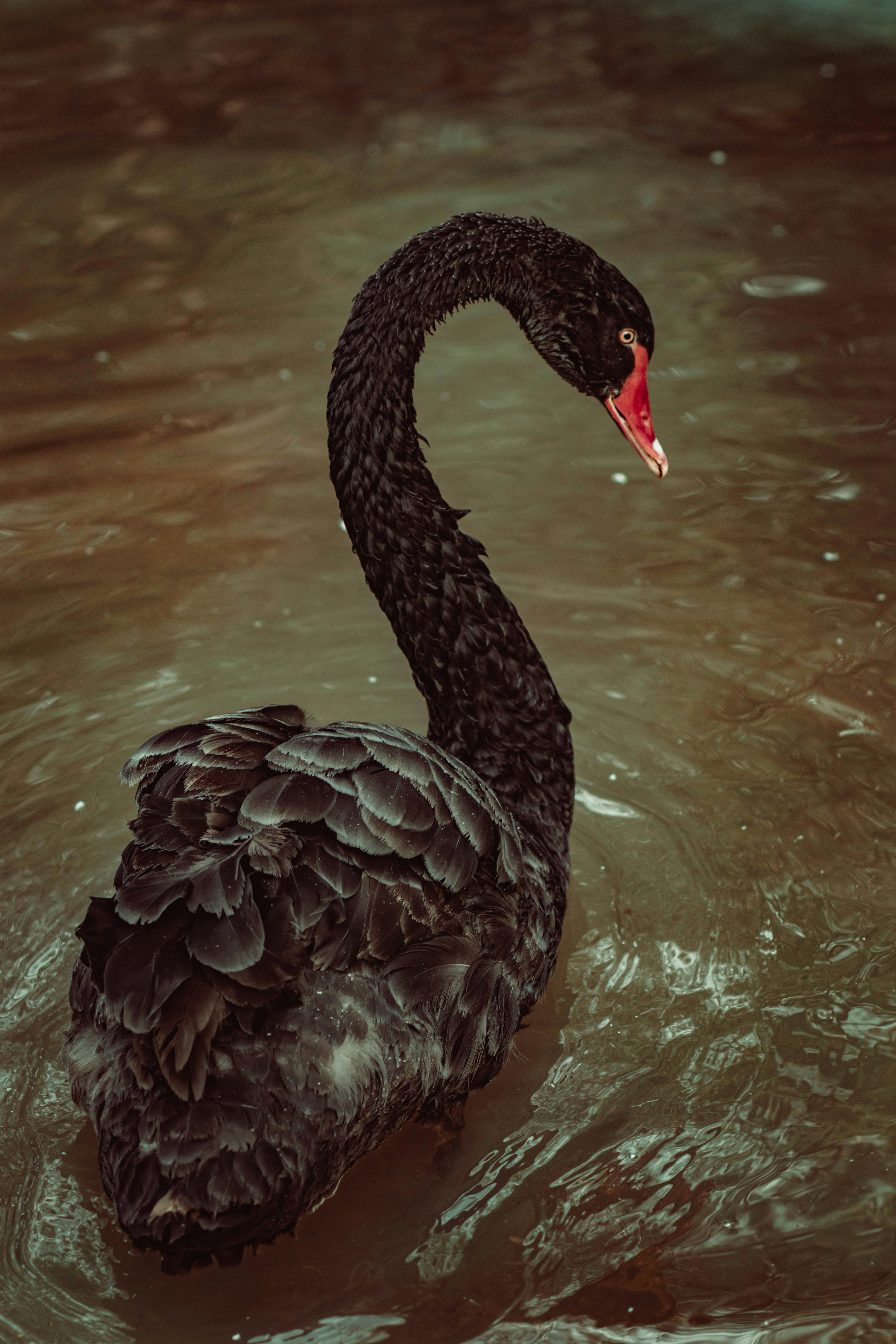 Noir Neck in Copper Ripples: A Black Swan in Quiet Water