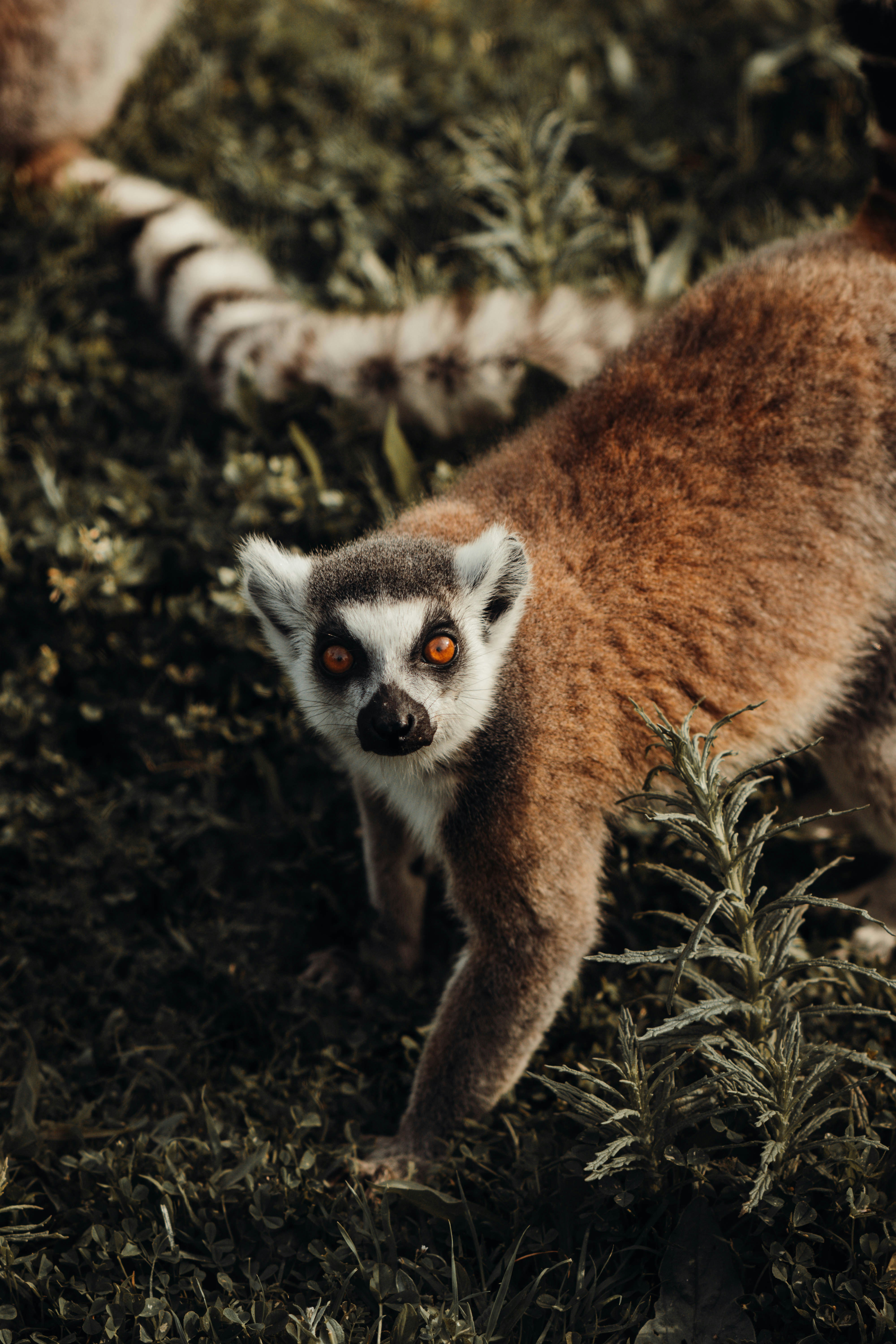 Stare of the Ring-Tailed Lemur: Quiet Gaze in Dappled Light