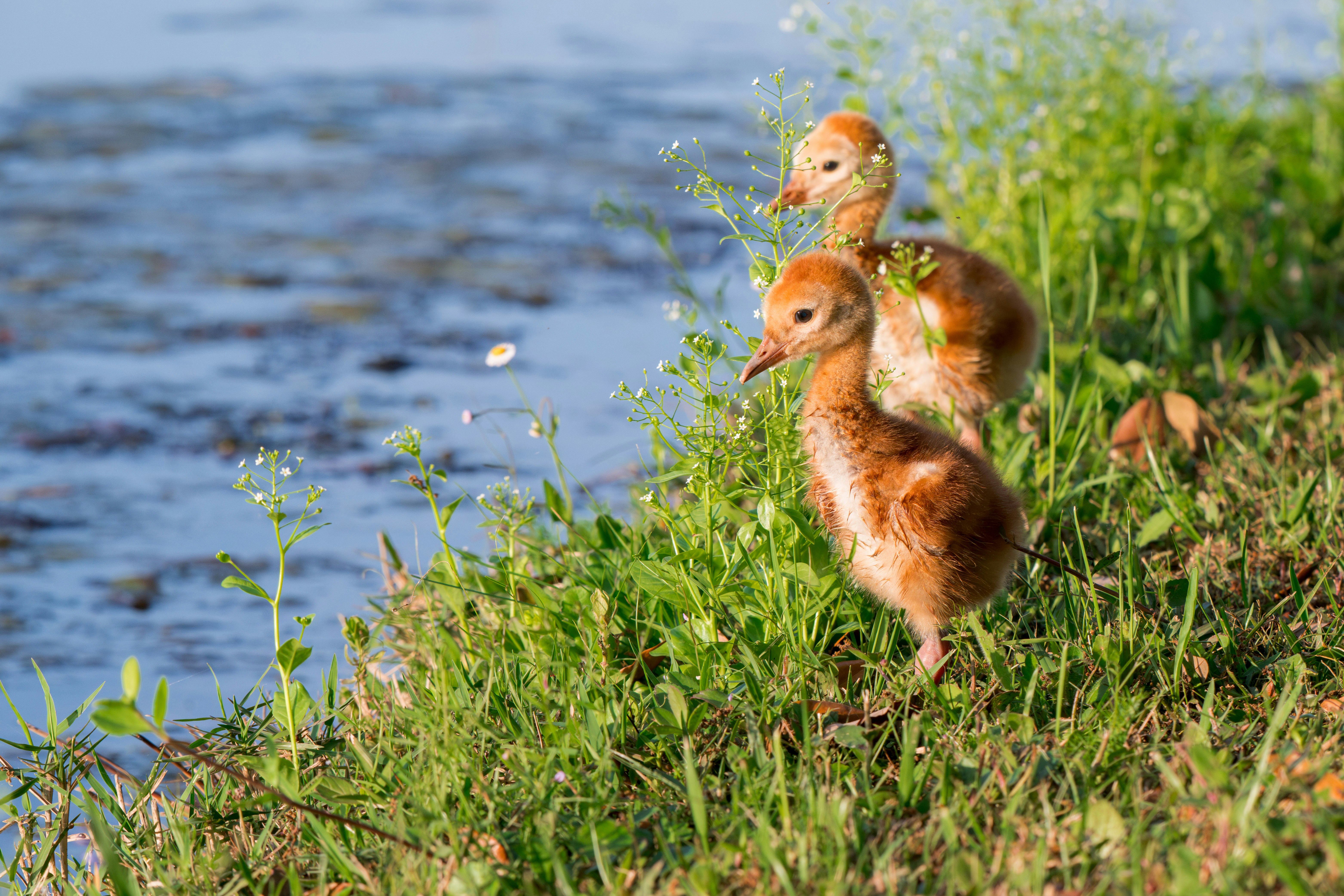 A group of baby ducks walking along a river bank photo – Free Fl Image ...