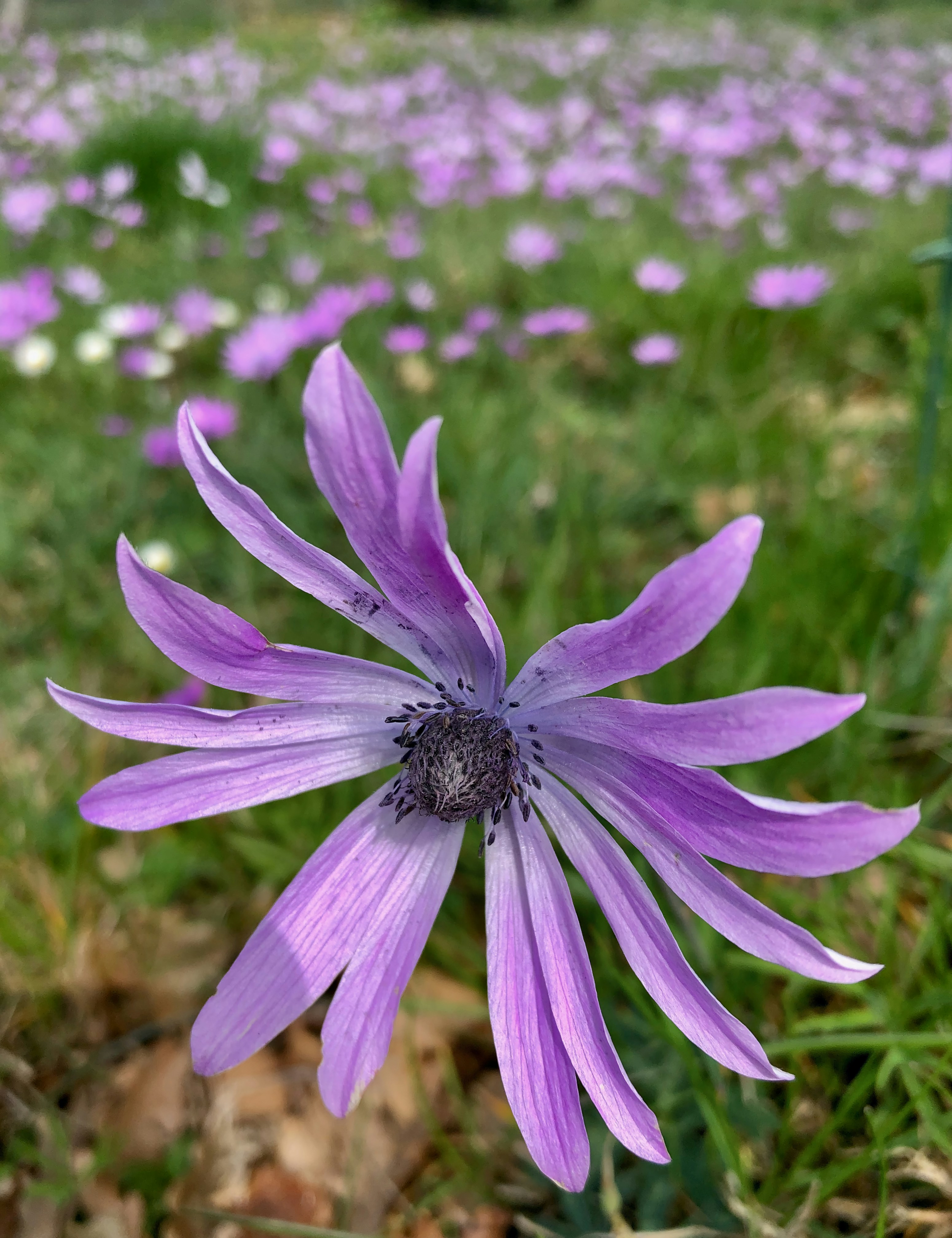 Photo by Mario Beducci with Apple iPhone X