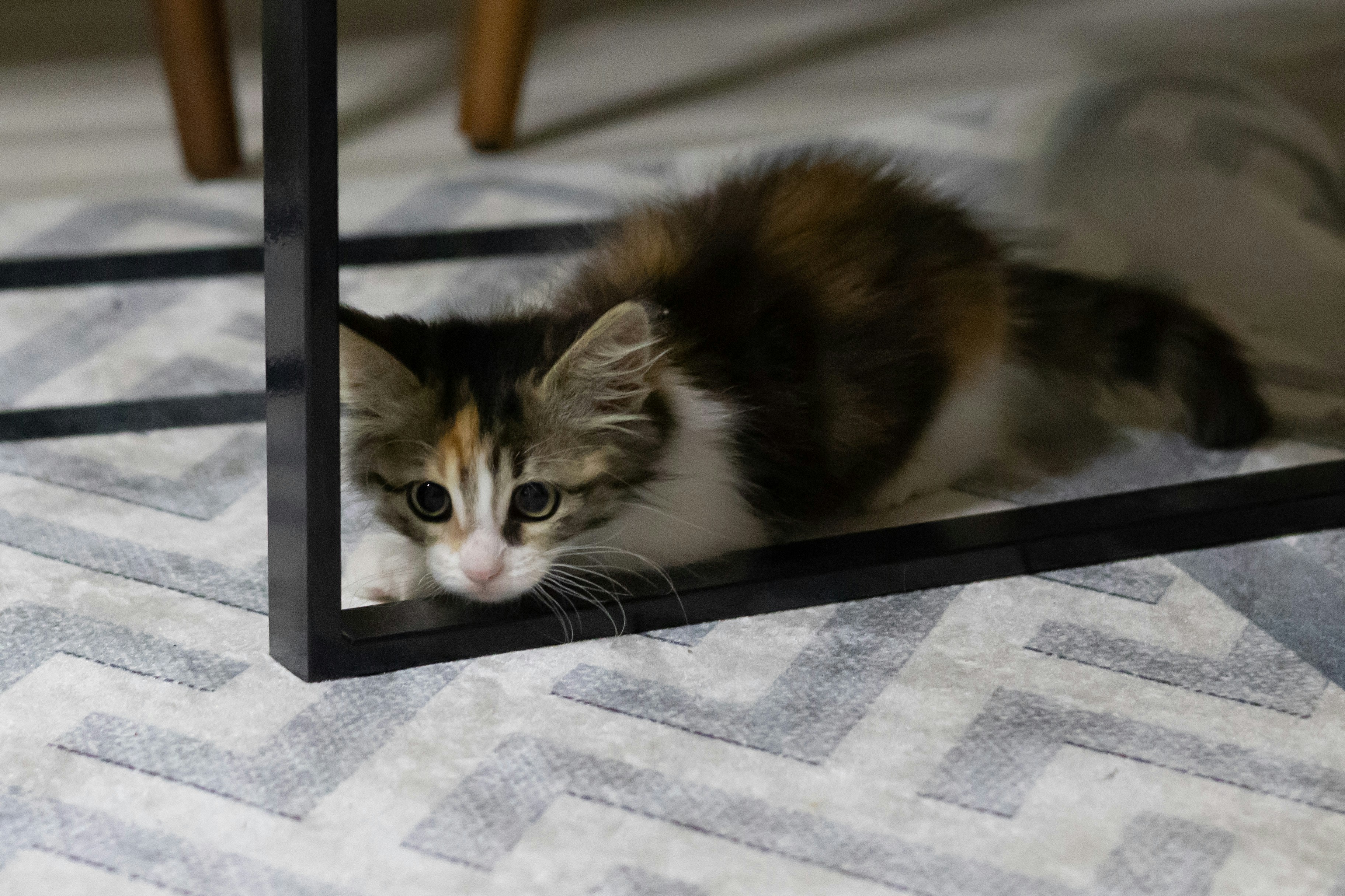 Glimpse Under a Metal Frame: A Calico Kitten's Curious Pause