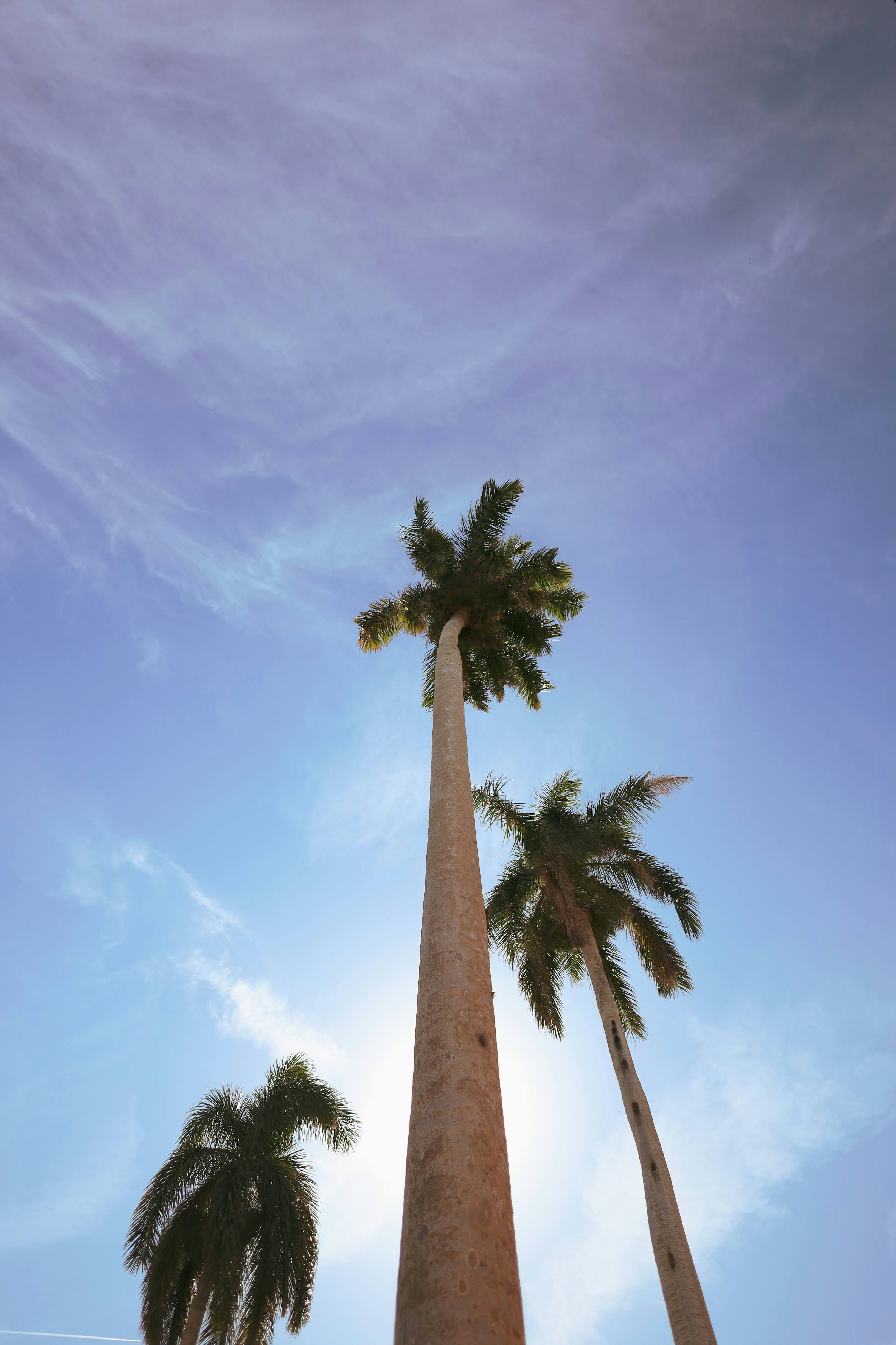 Tall palm trees stretch towards a bright sky, creating a dynamic vertical composition. The interplay of light and shadow accentuates their graceful forms.