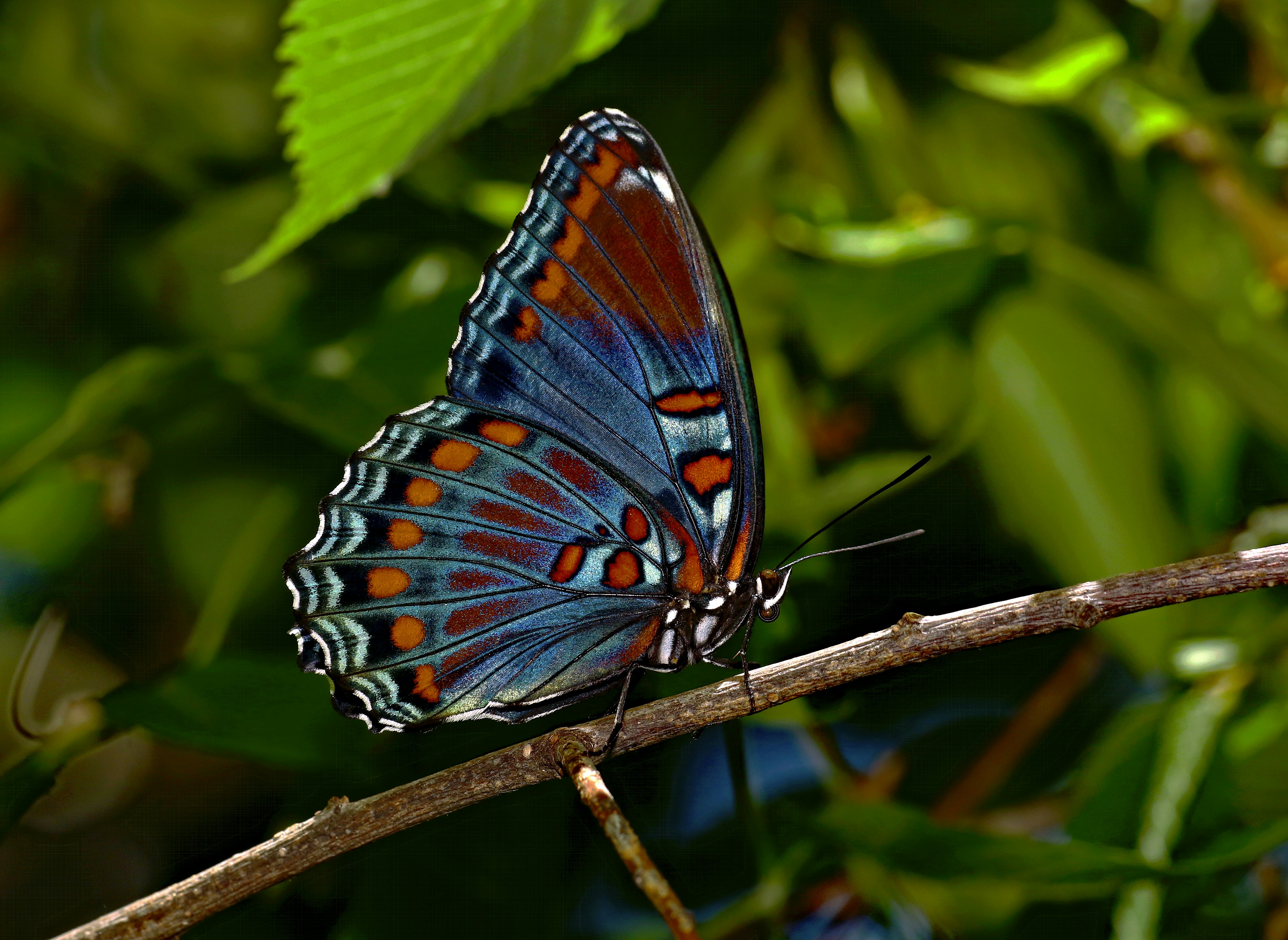 Azure with Orange on a Whispering Twig