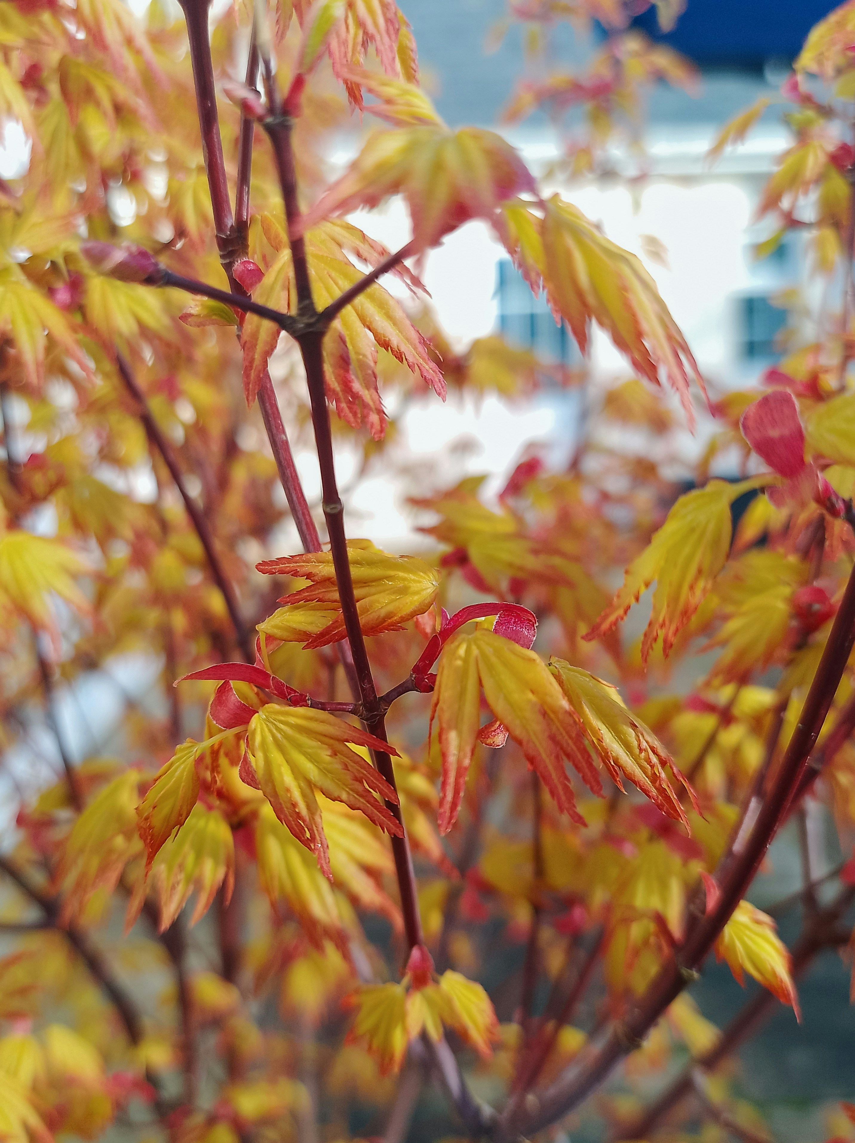 Acer, Japanese Maple, with new leaf growing in spring. In a garden in Ireland.