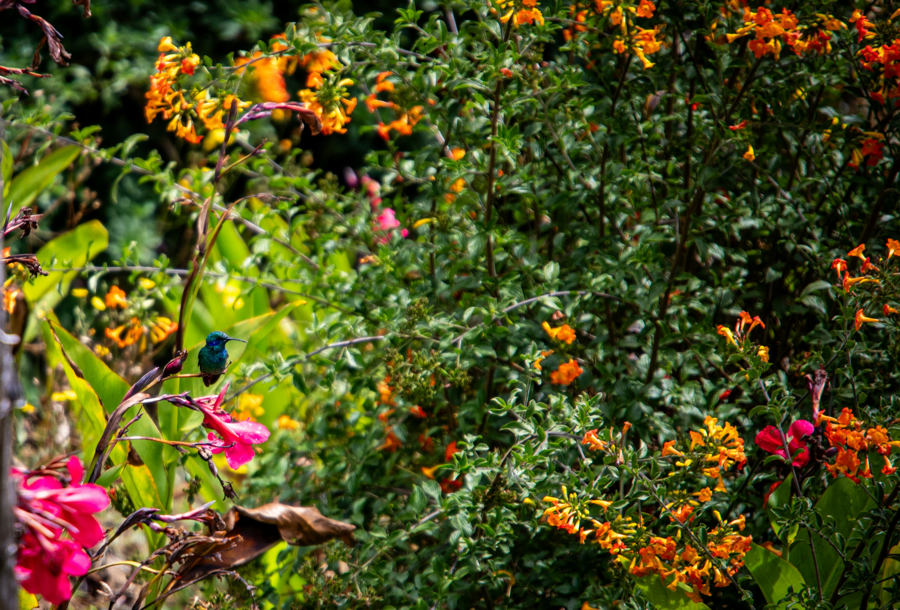Cobalt Bird Amid a Riot of Garden Blossoms