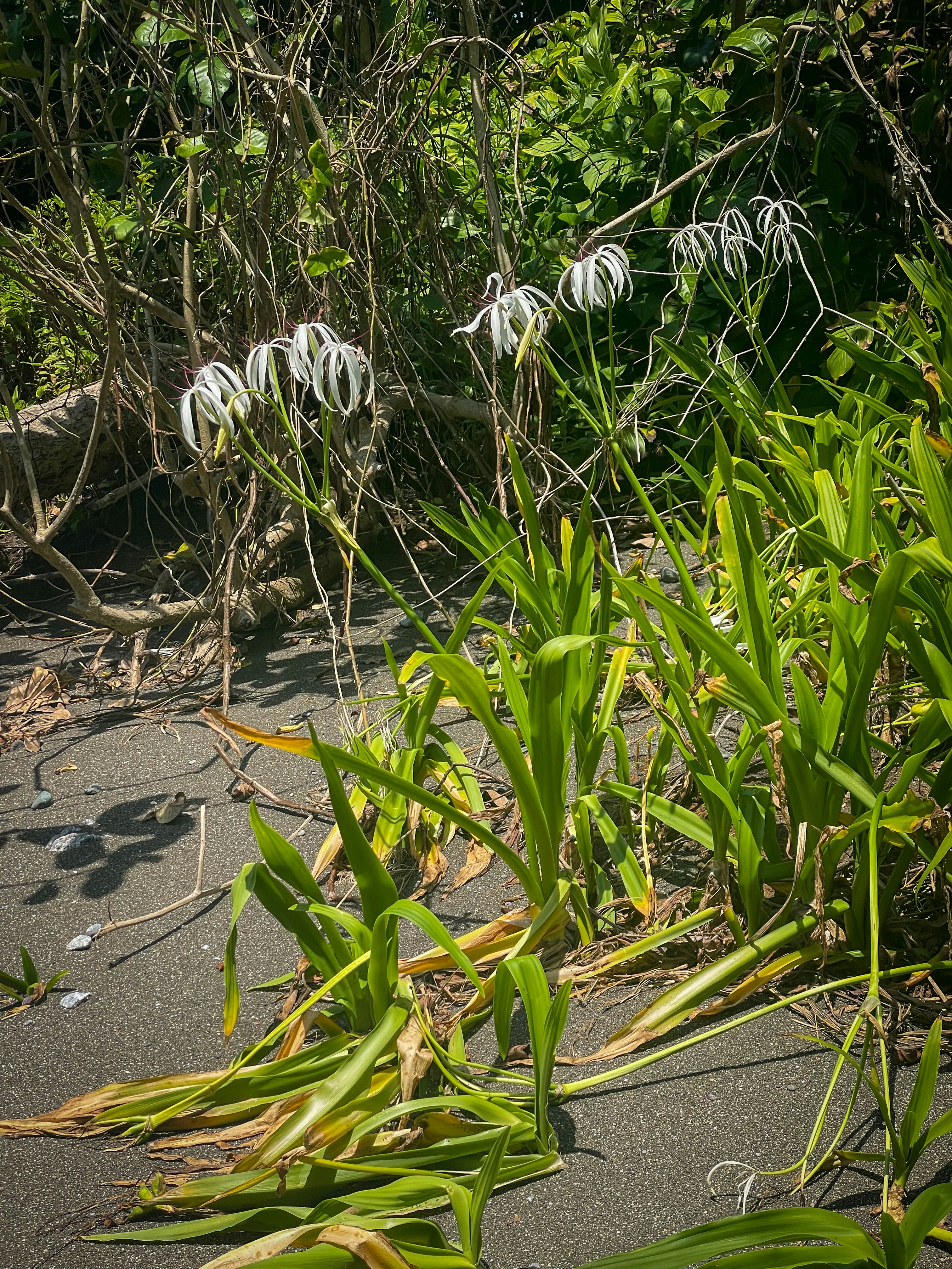 a bunch of plants that are growing in the dirt