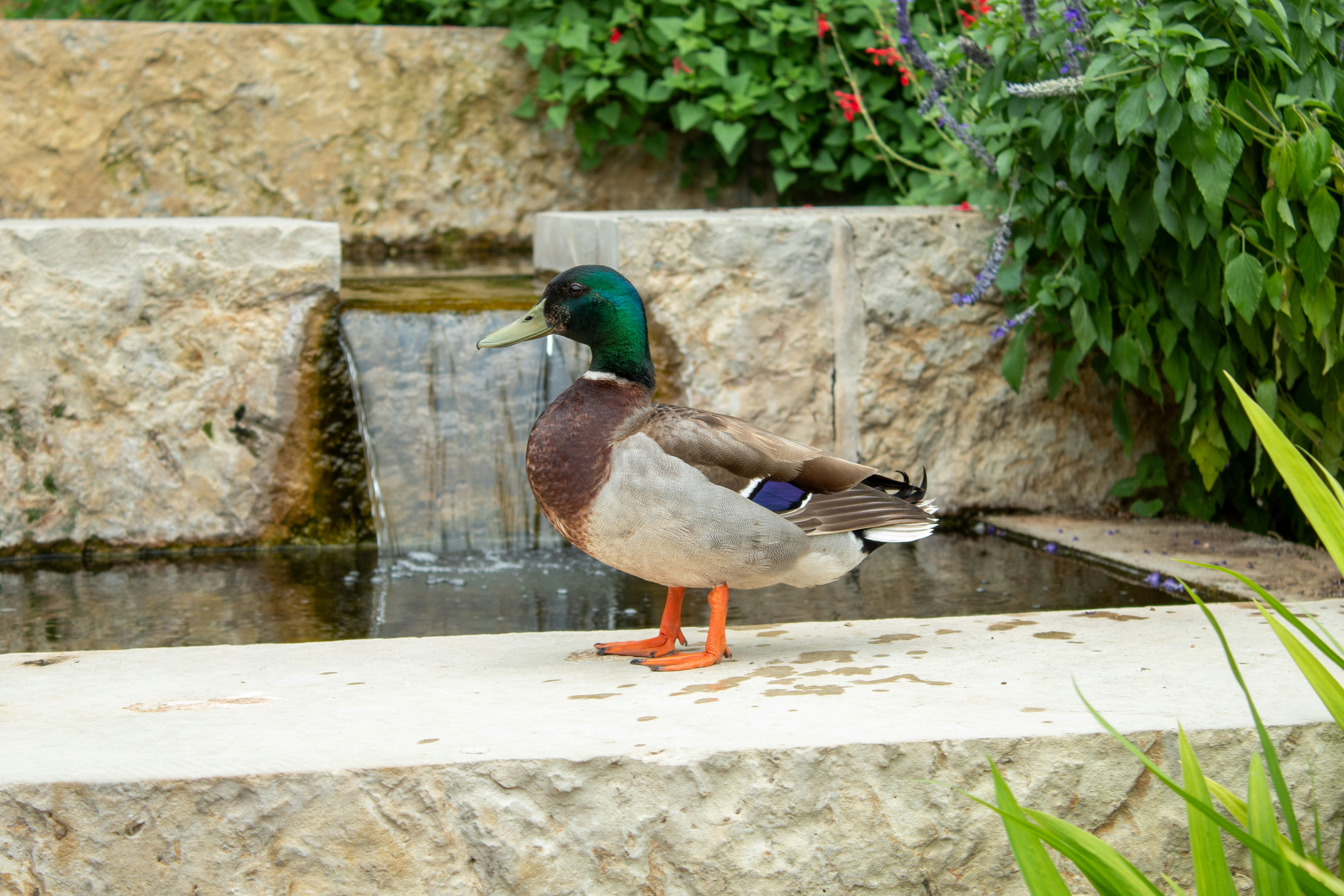 A duck standing on a ledge next to a water fall photo – Free Animal ...