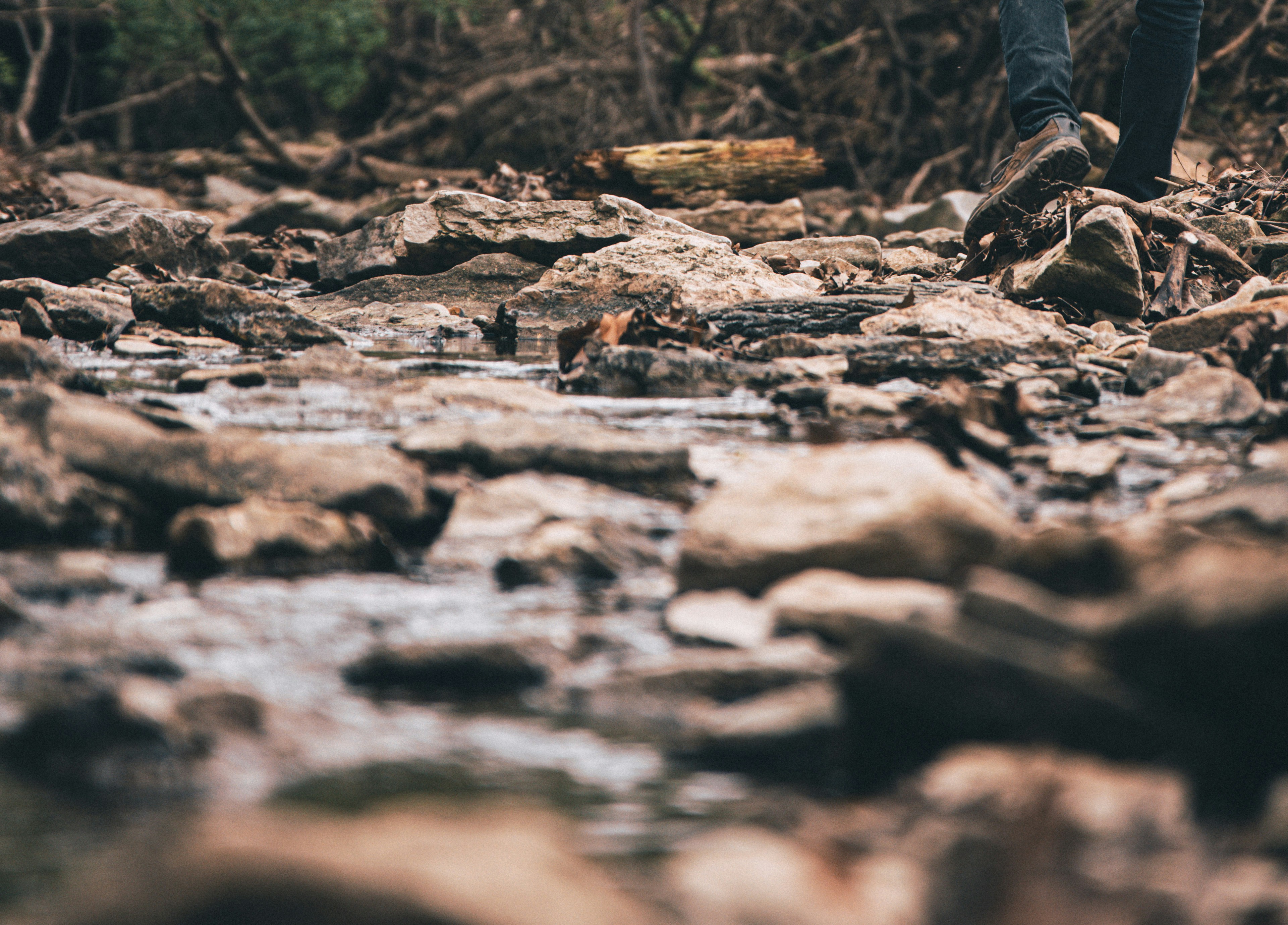 Tranquil stream weaving through a forest floor covered in stones and foliage.