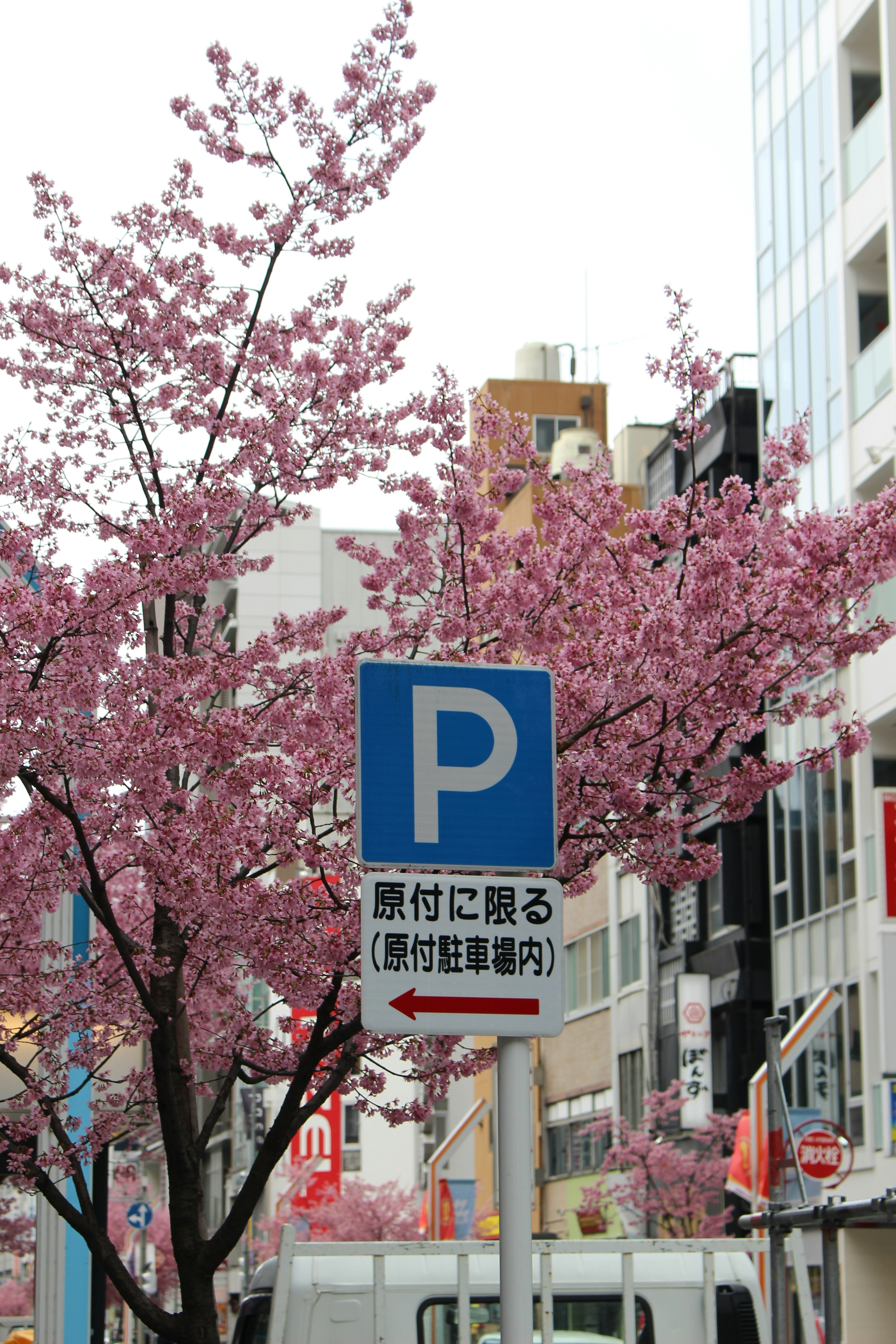 Blue Parking Sign Framed by Pink Sakura Along a City Street