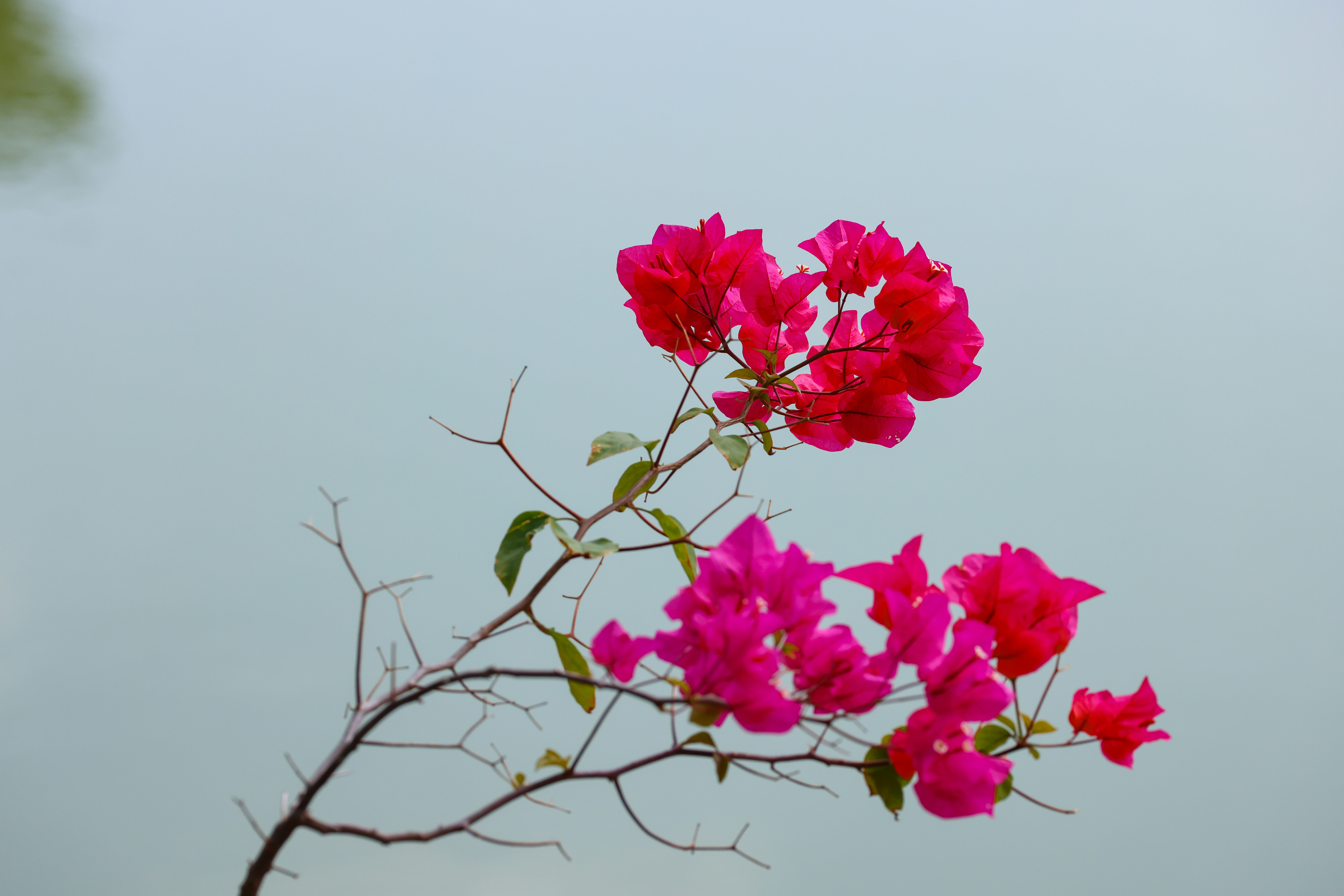 Crimson Bougainvillea Blossoms Crown a Bare Branch by a Quiet Blue Lake
