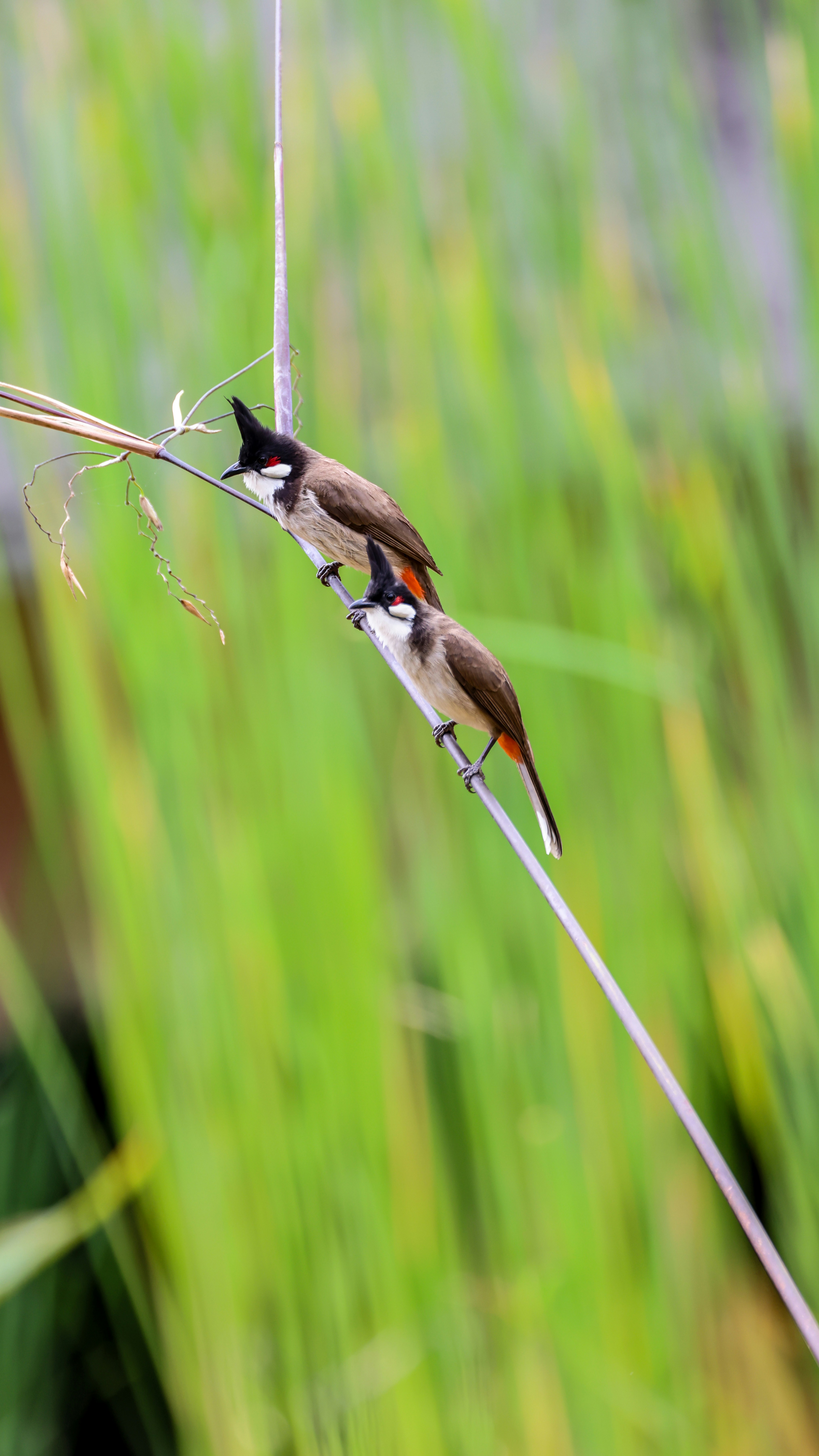 On a Slanted Reed: Two Birds in a Quiet Marsh