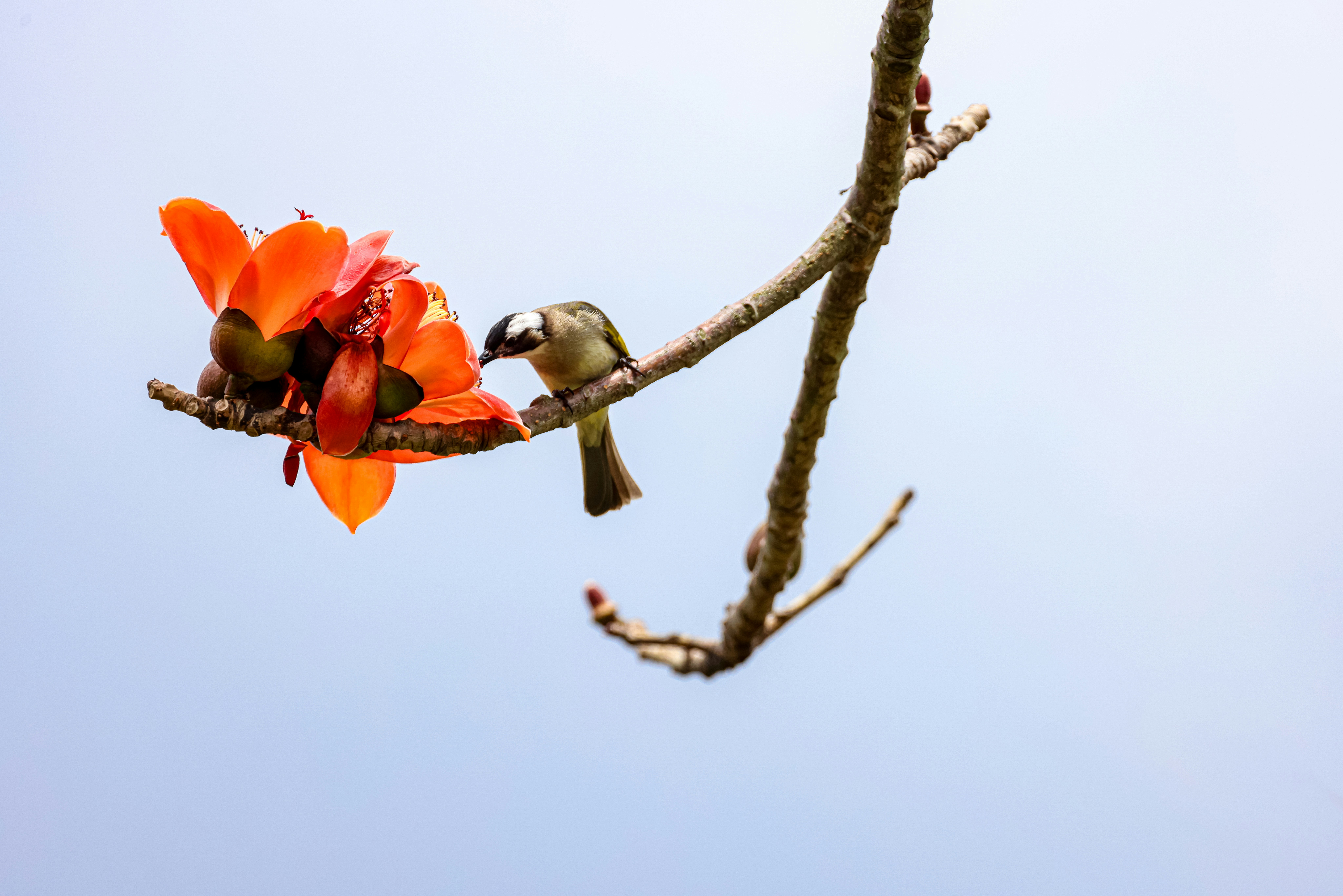 Blooming Orange Petals Meet a Small Visitor on a Leafless Branch