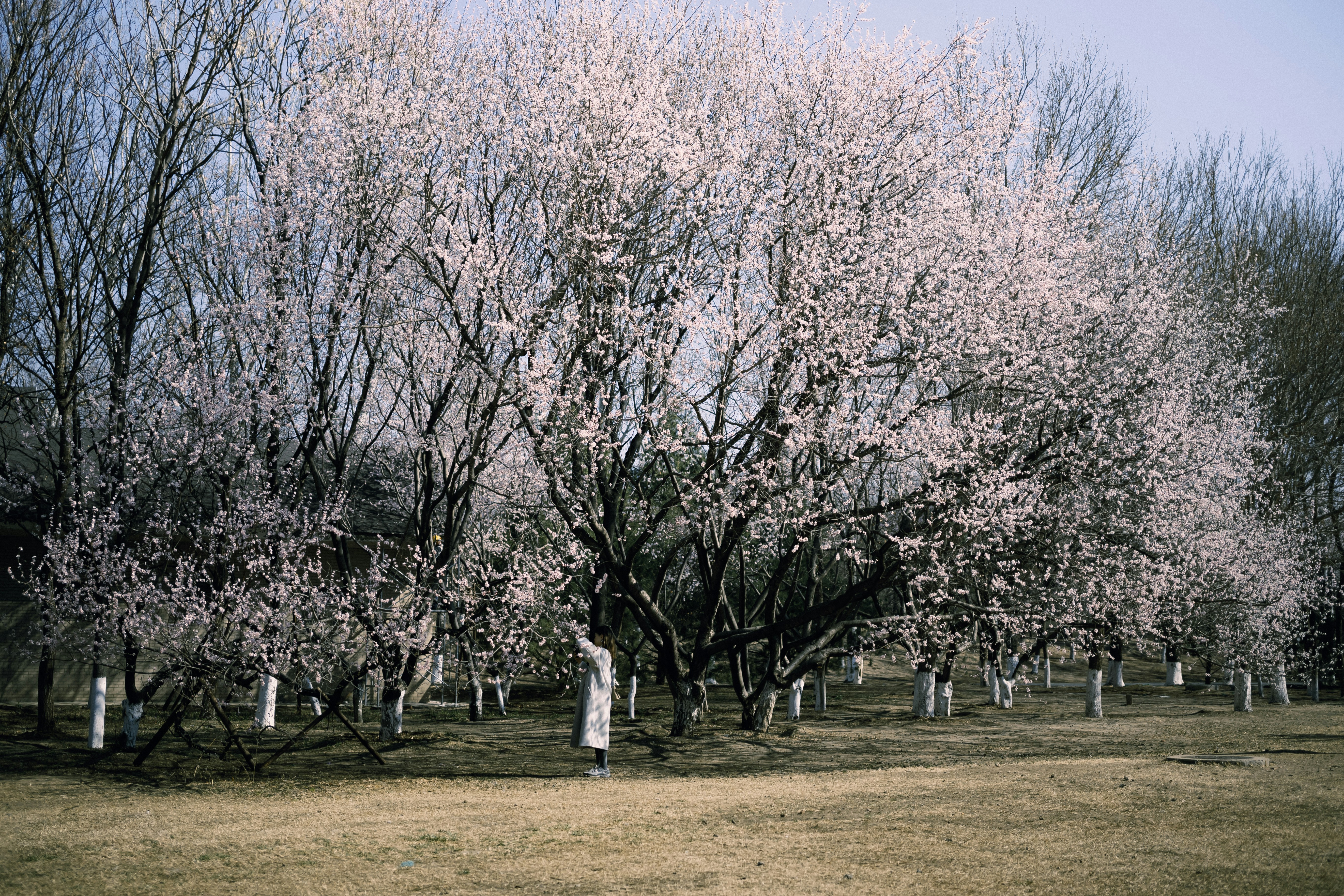 Whispering Blossoms: A Quiet Orchard in Spring Light
