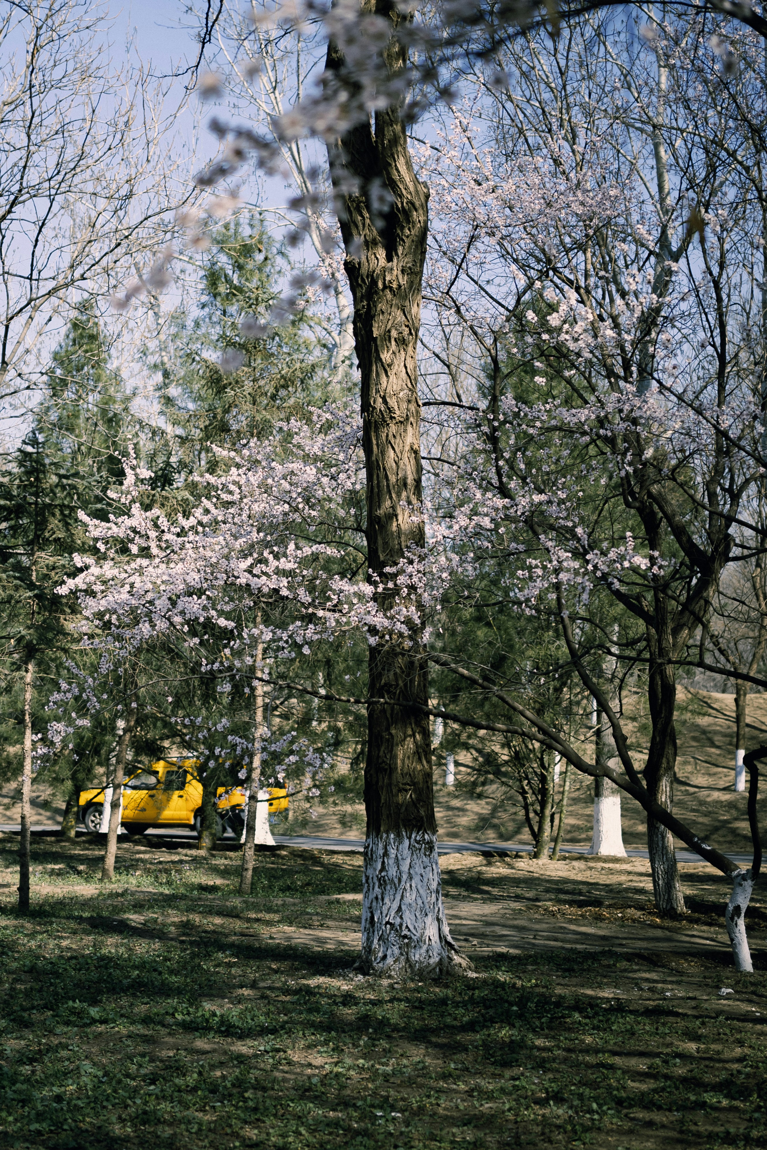 Crown of Pink on a Central Trunk: A Spring Park Moment