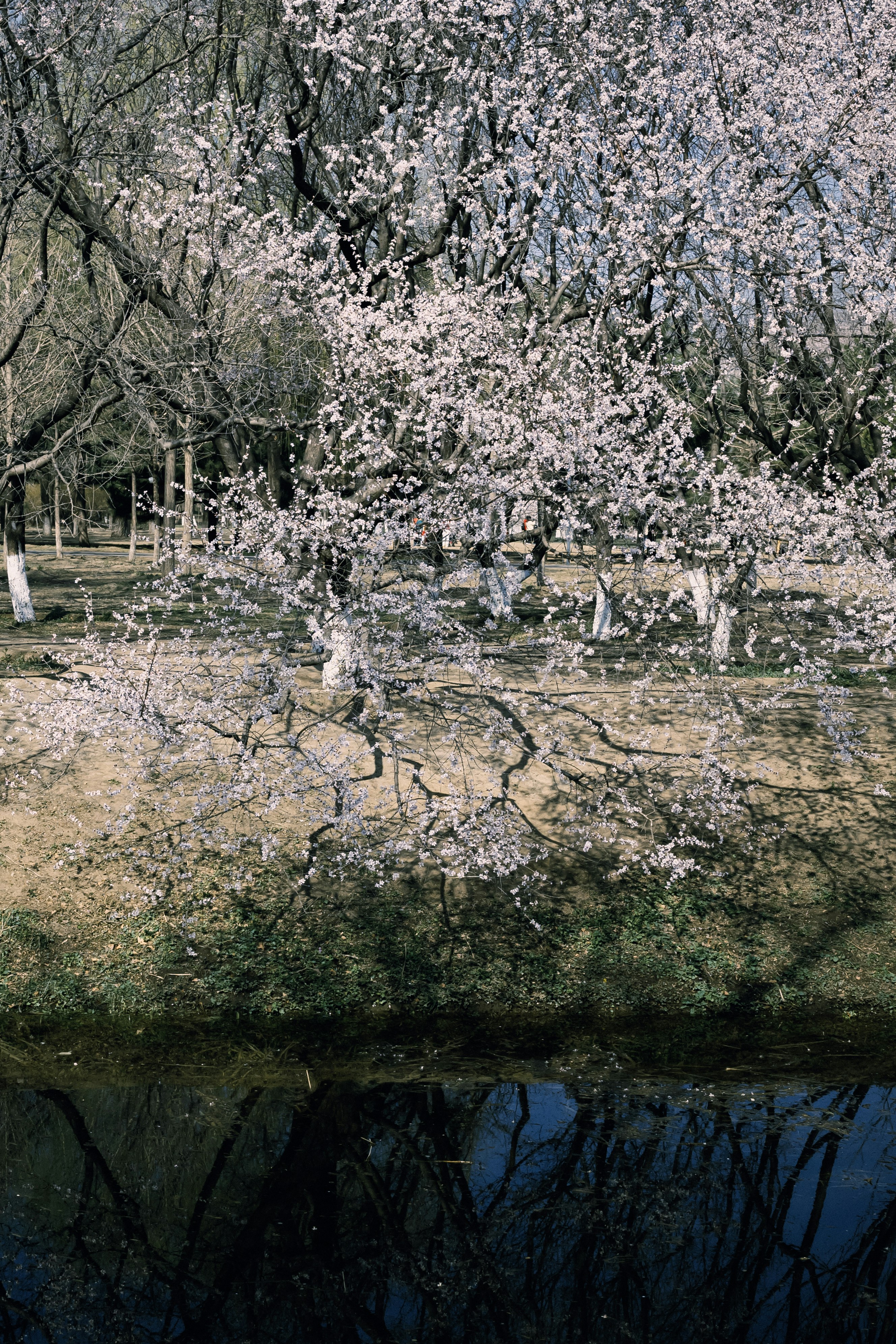 Cherry Blossom Canopy and its Quiet Lake Mirror