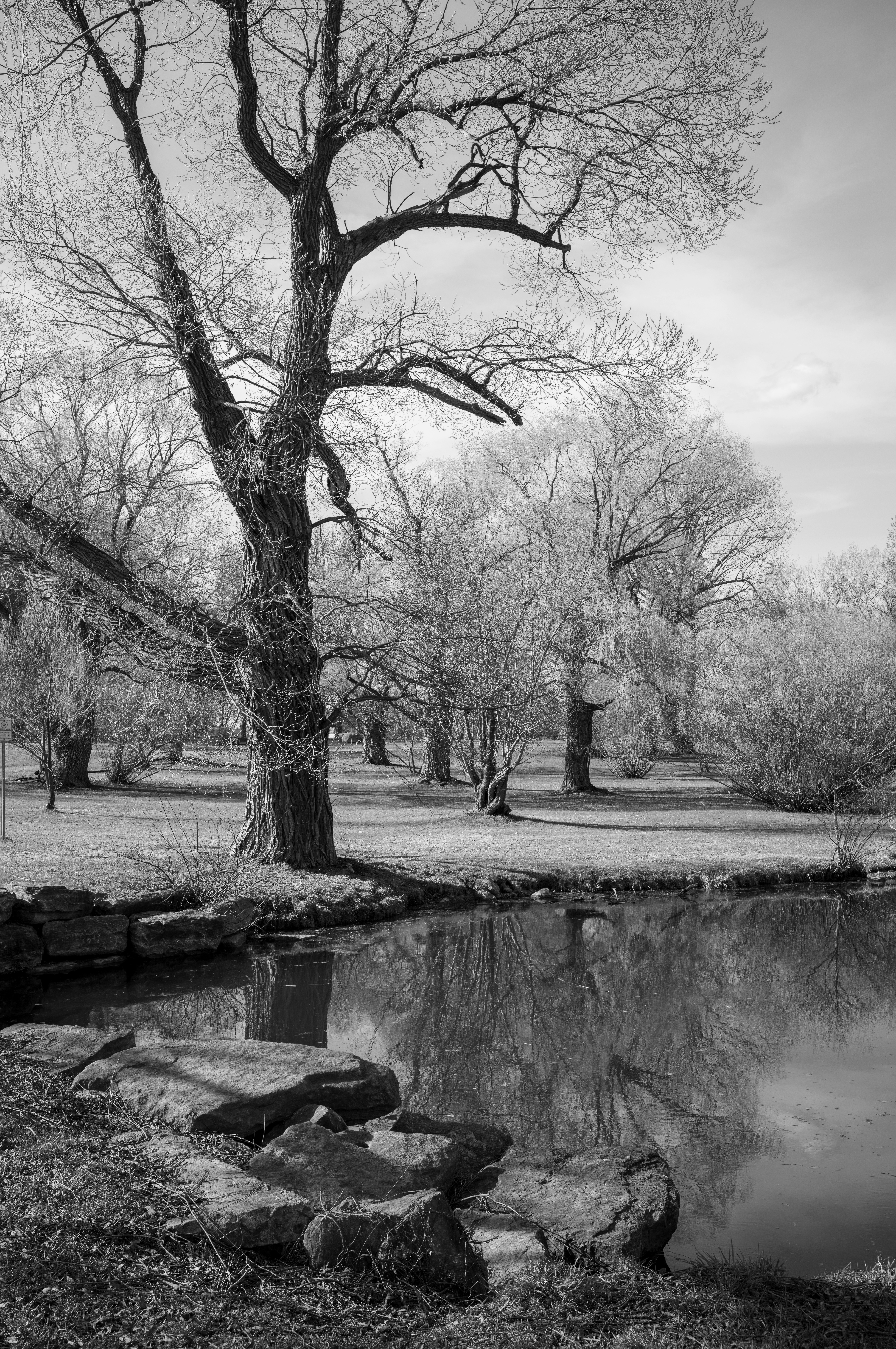 Arched Winter Arboreal Sentinel by a Quiet River