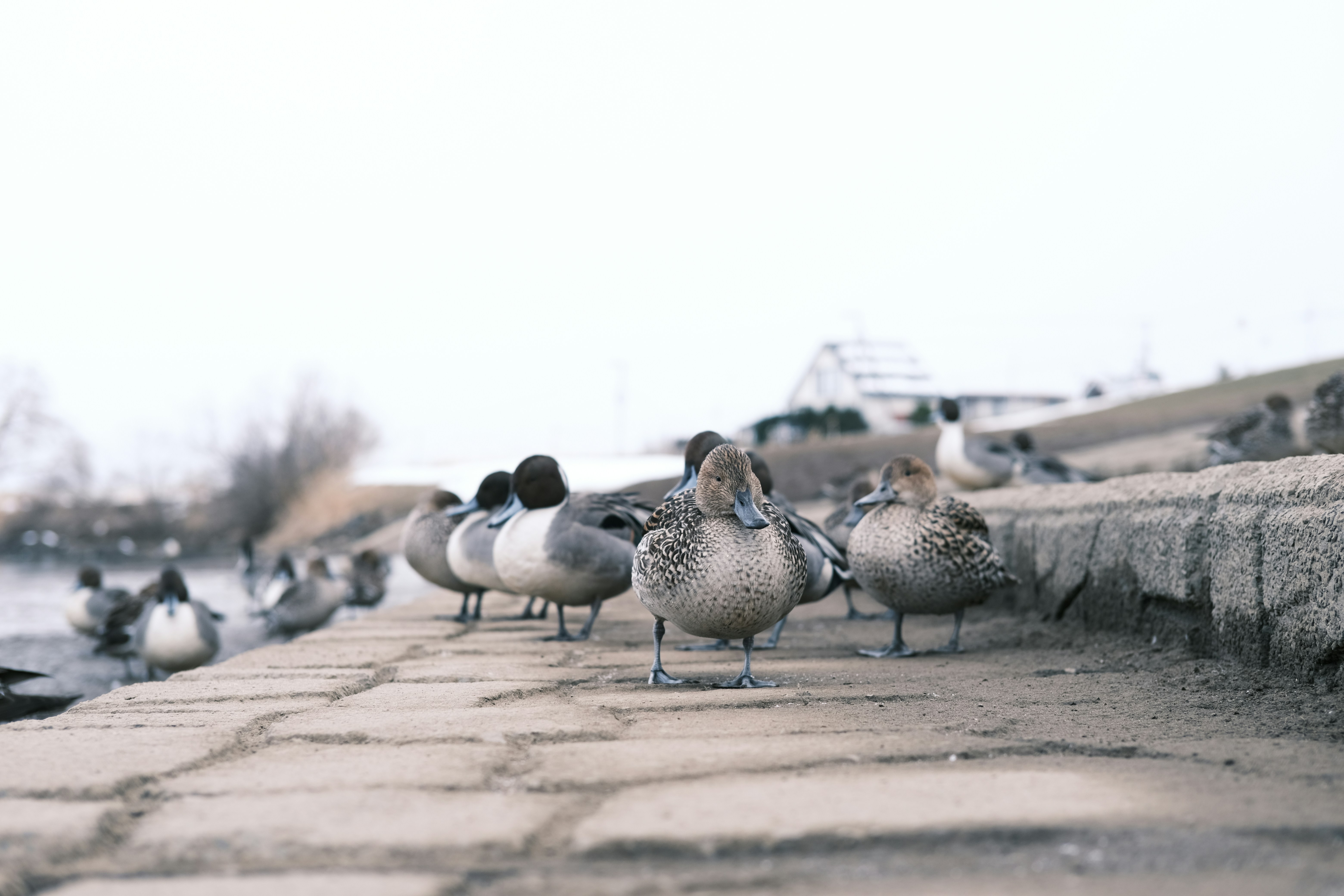 Lead Duck Anchors a Quiet Parade Along a Weathered Jetty