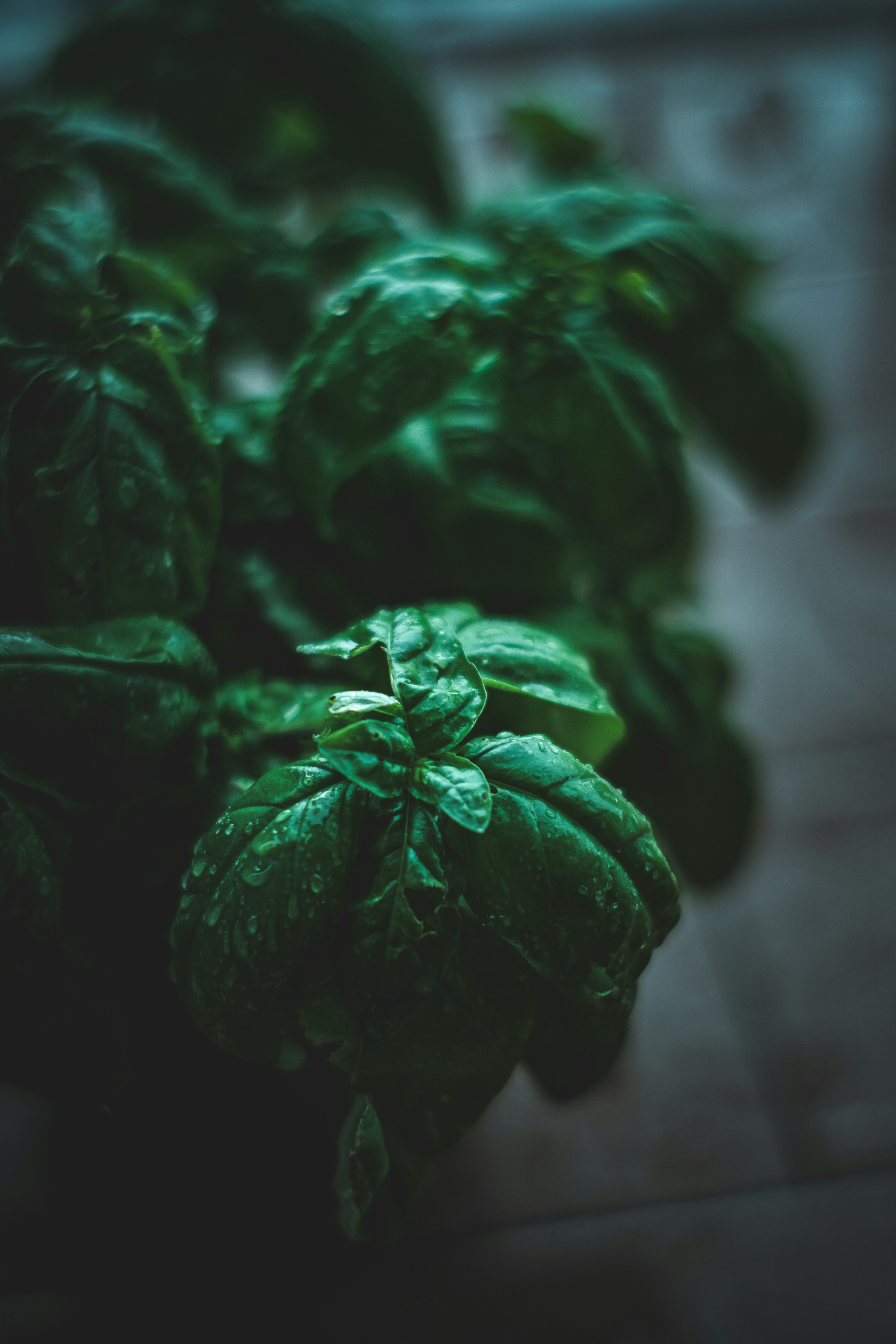 Nocturnal Basil: Dew-Kissed Leaves in Velvet Shadow