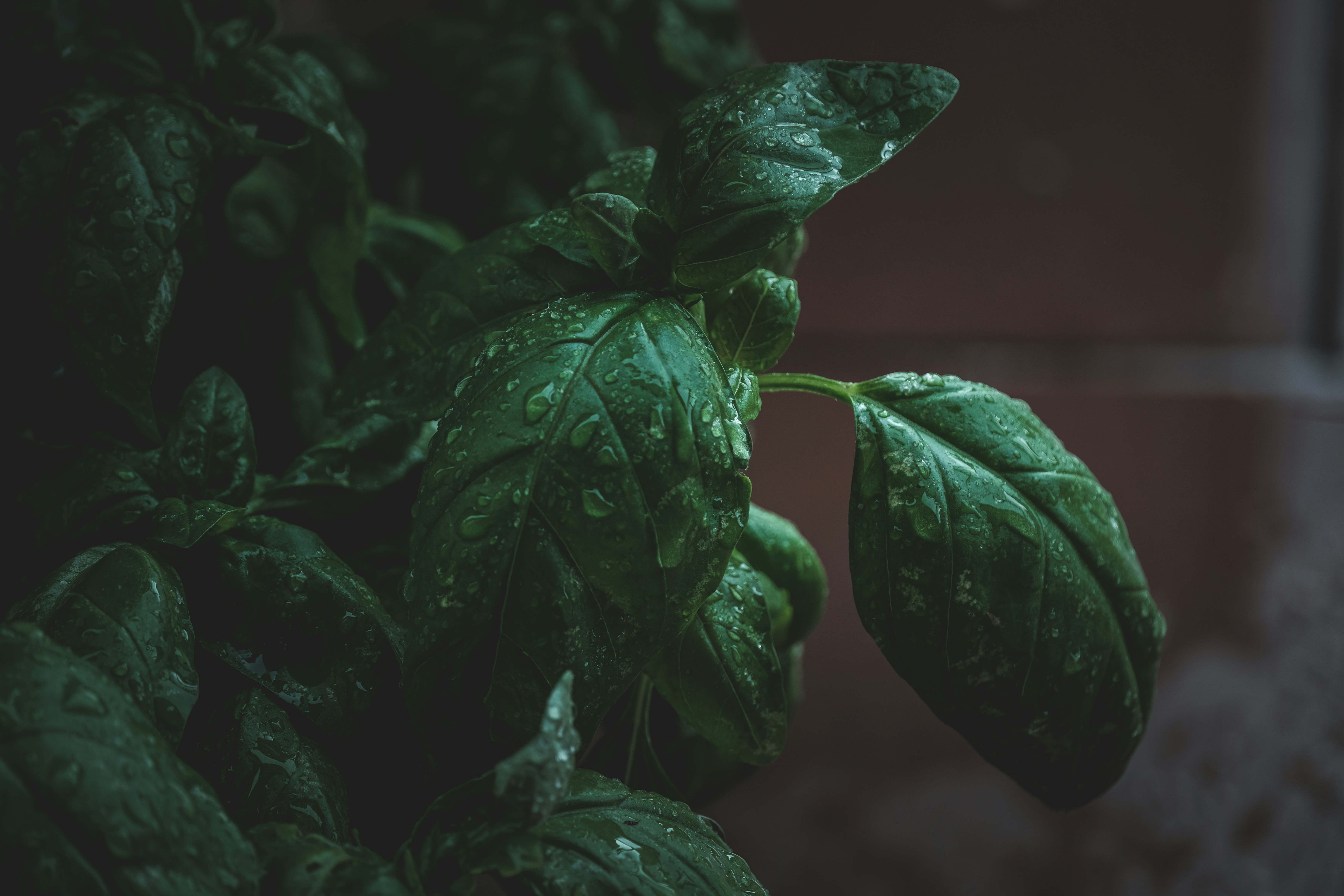 Midnight Mint: Dew-Kissed Leaves in a Shadowed Corner