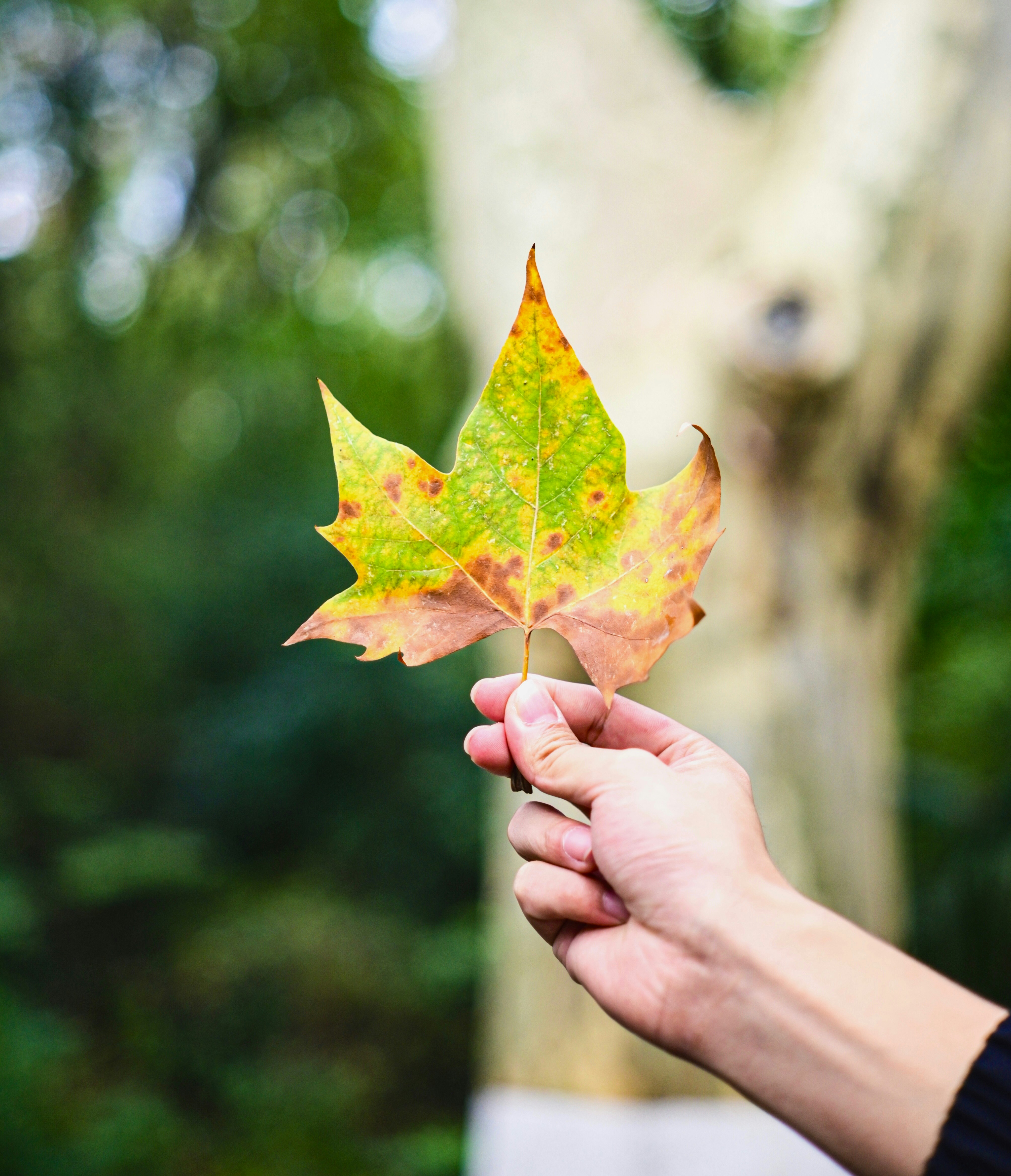 A person holding a leaf in front of a tree photo – Free Leaf Image on ...
