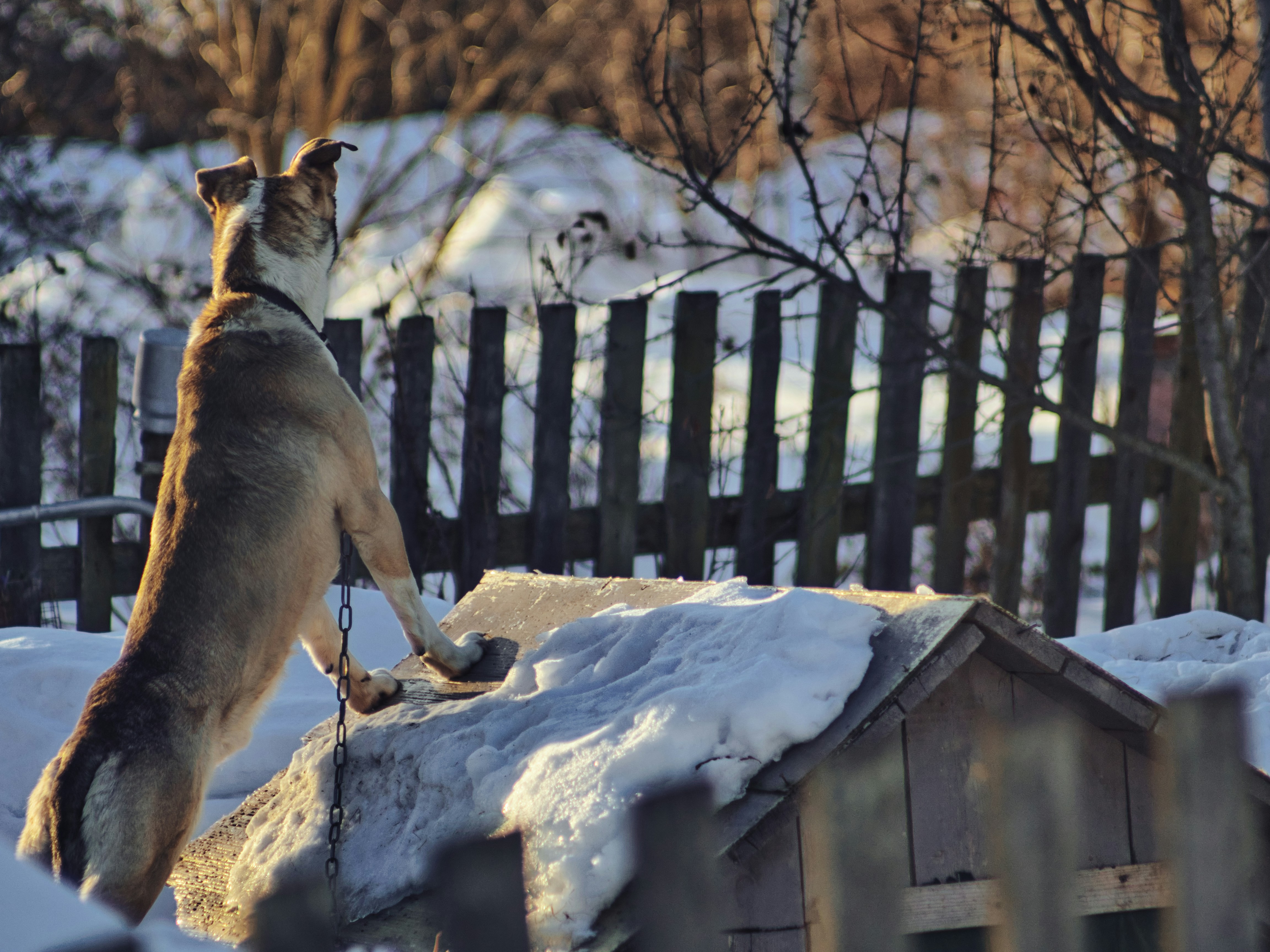 Snowbound Sentinel: A dog stands tall by a snow-blanketed yard fence