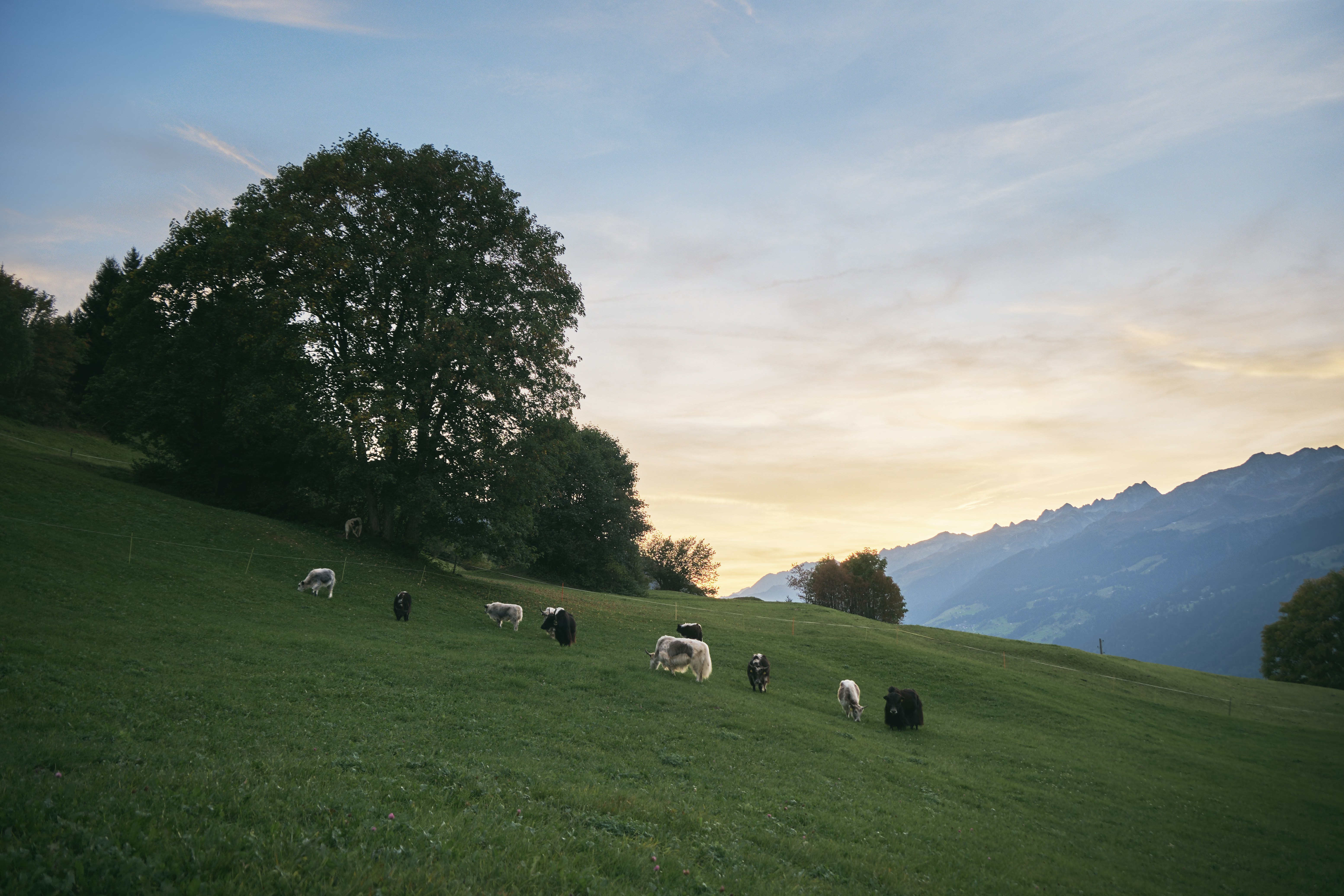 A herd of sheep grazing on a lush green hillside photo – Free Aesthetic ...