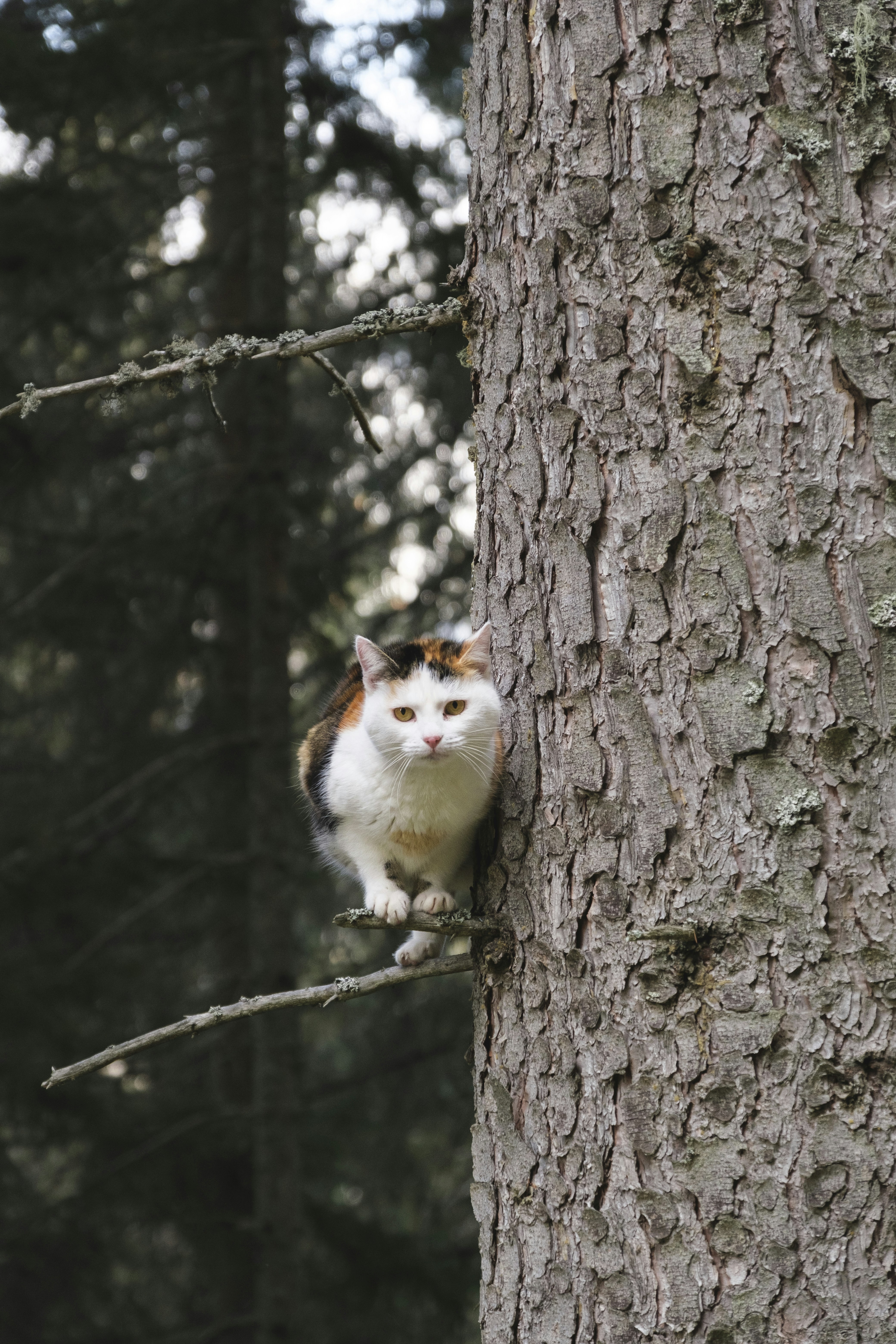 Calico Scout Peering from a Tree Knot in a Quiet Forest
