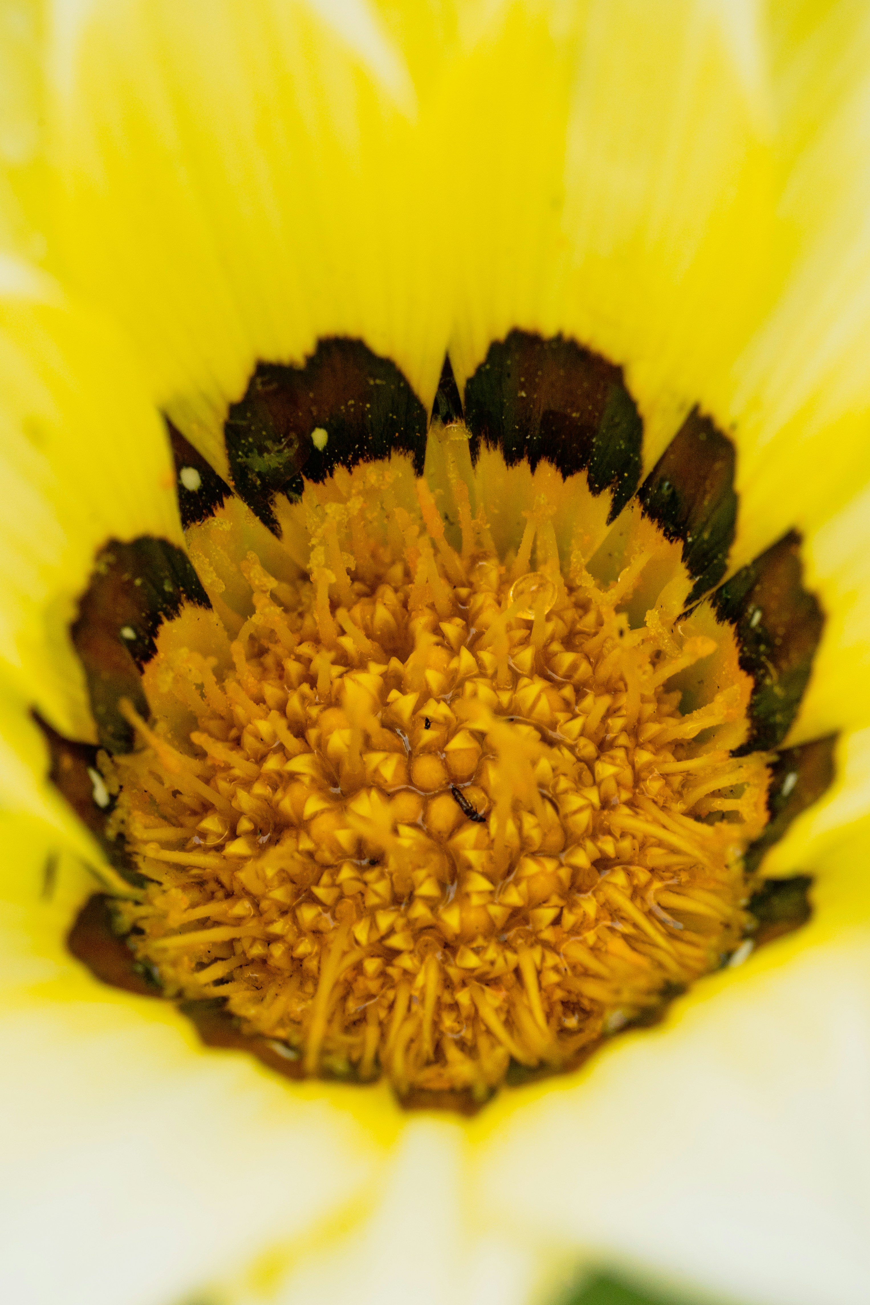 Solar Core: A Macro Portrait of a Yellow Daisy's Golden Center