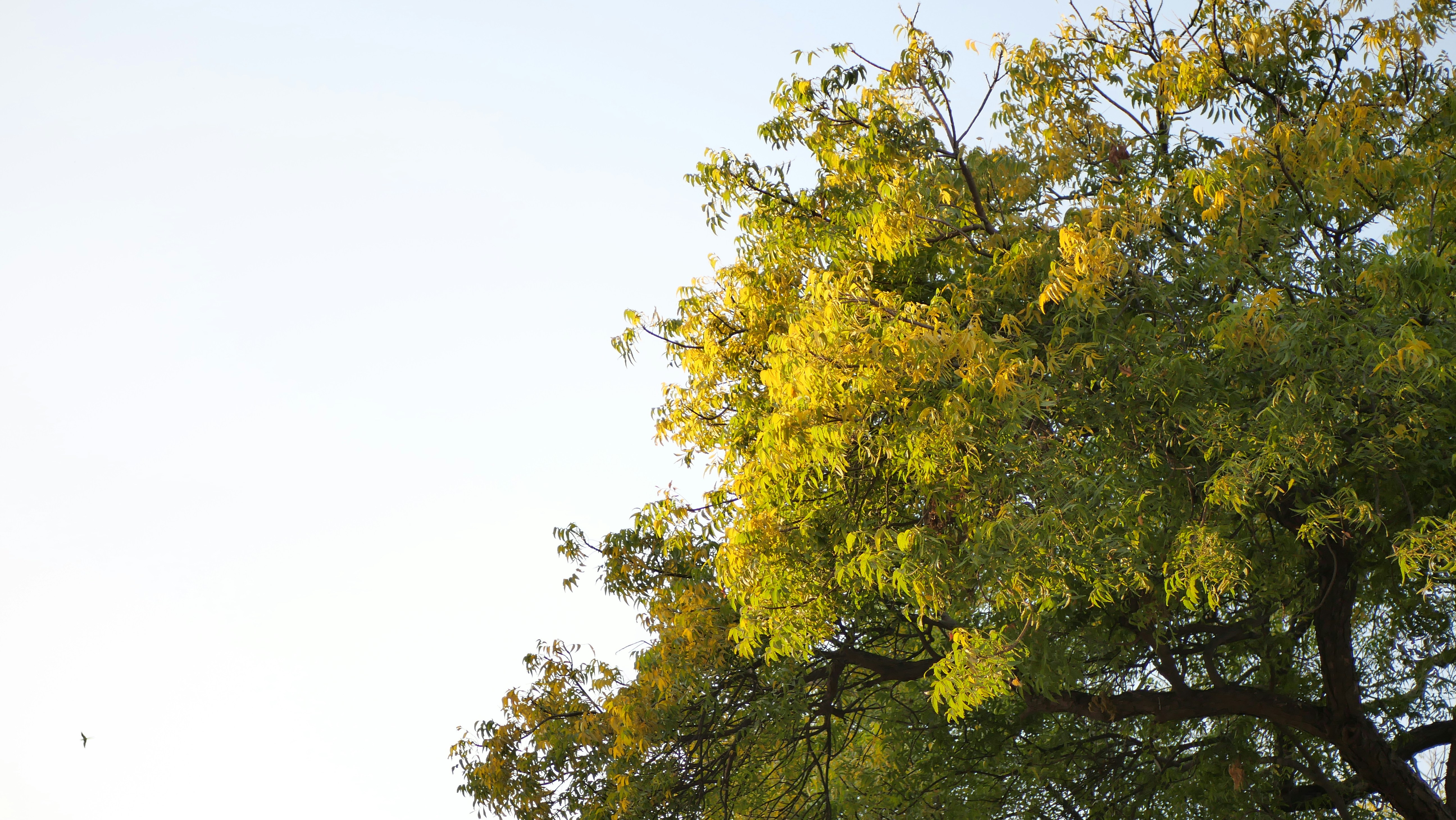 Photo by Yash Kumar with Panasonic Lumix G100