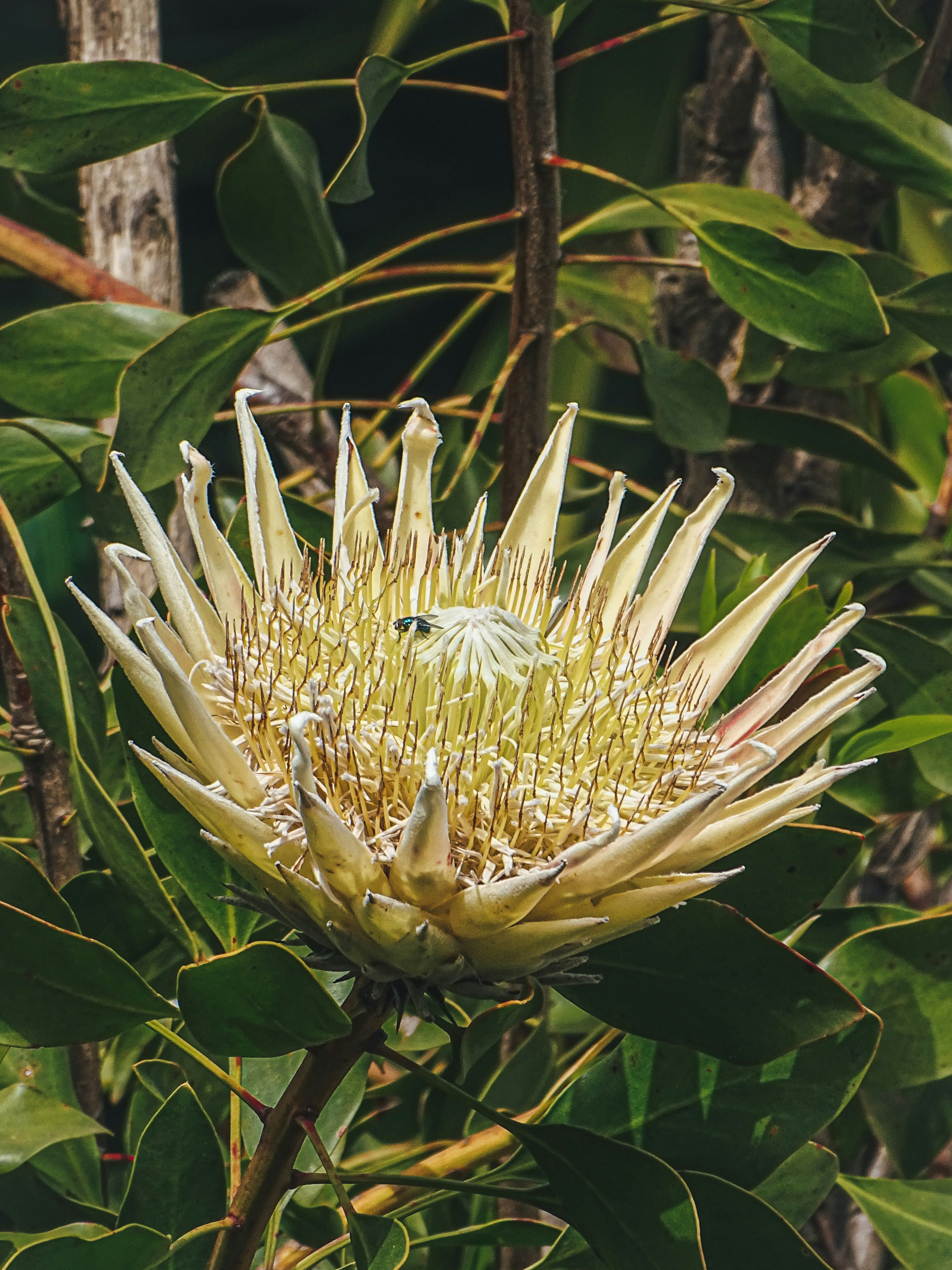 Protea Crown: A Sunlit Centerpiece Among Quiet Garden Foliage