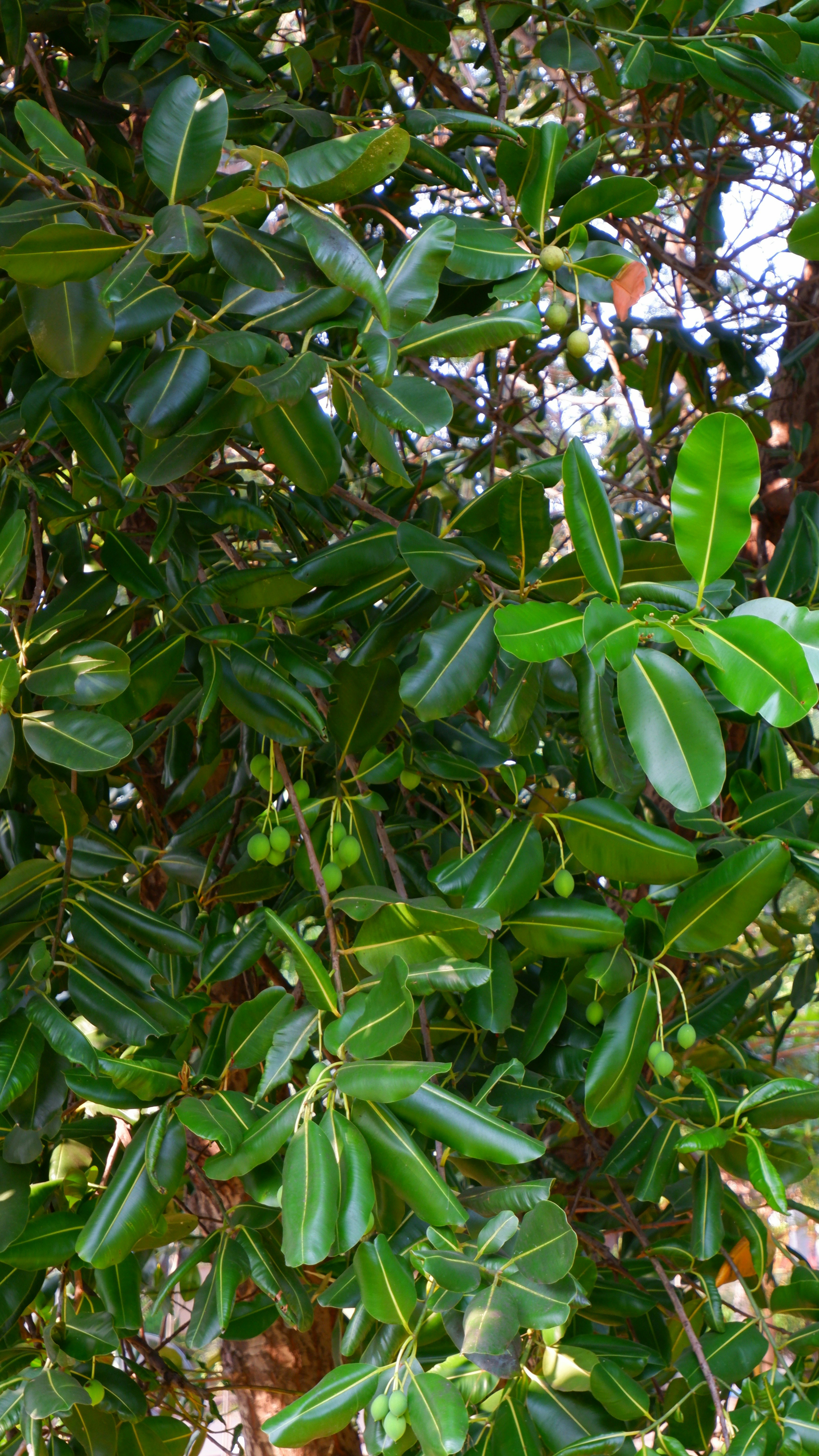 Mango Leaf Pictures | Download Free Images on Unsplash