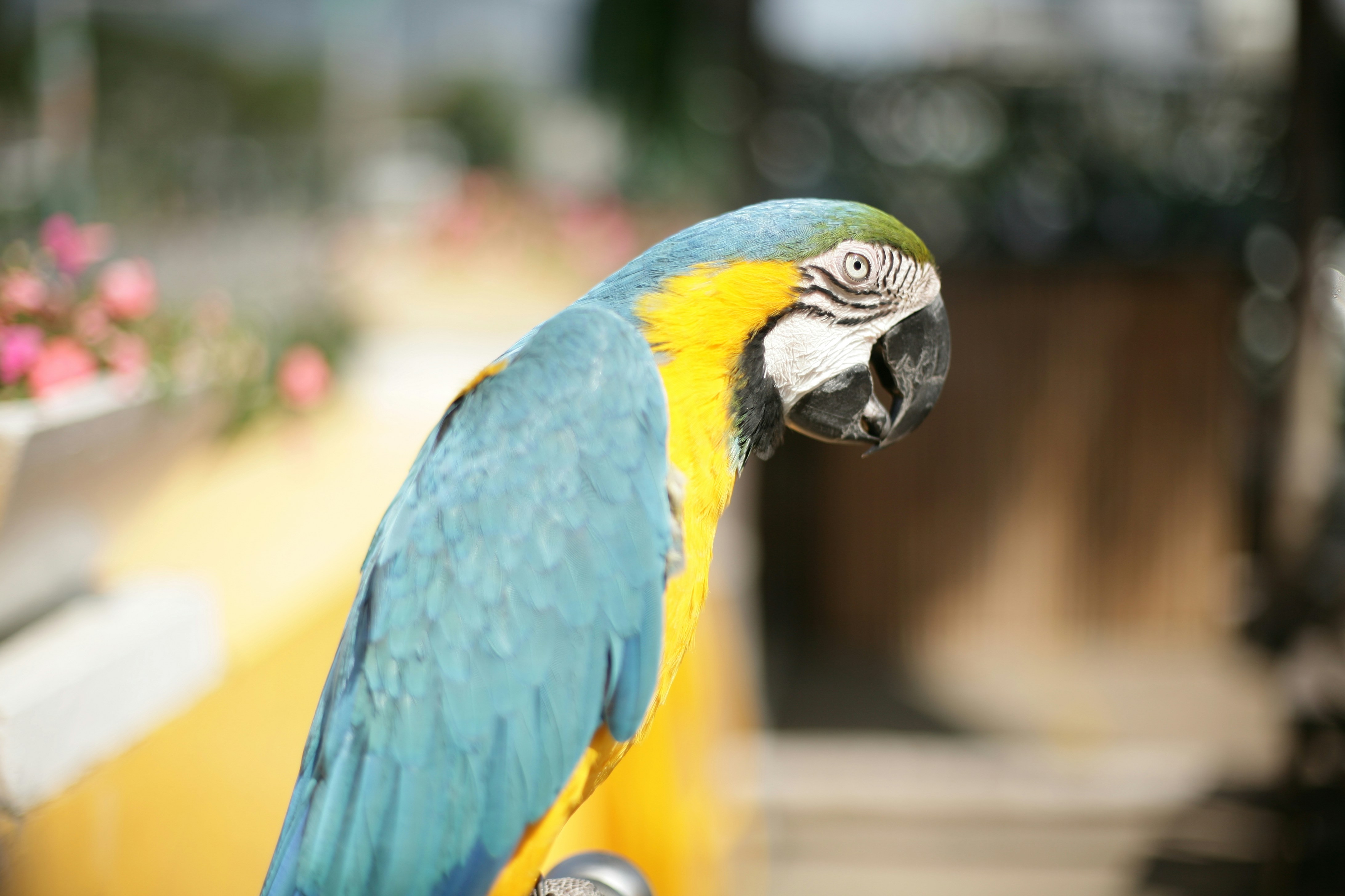 Sunlit Perch: Portrait of a Blue-and-Gold Macaw