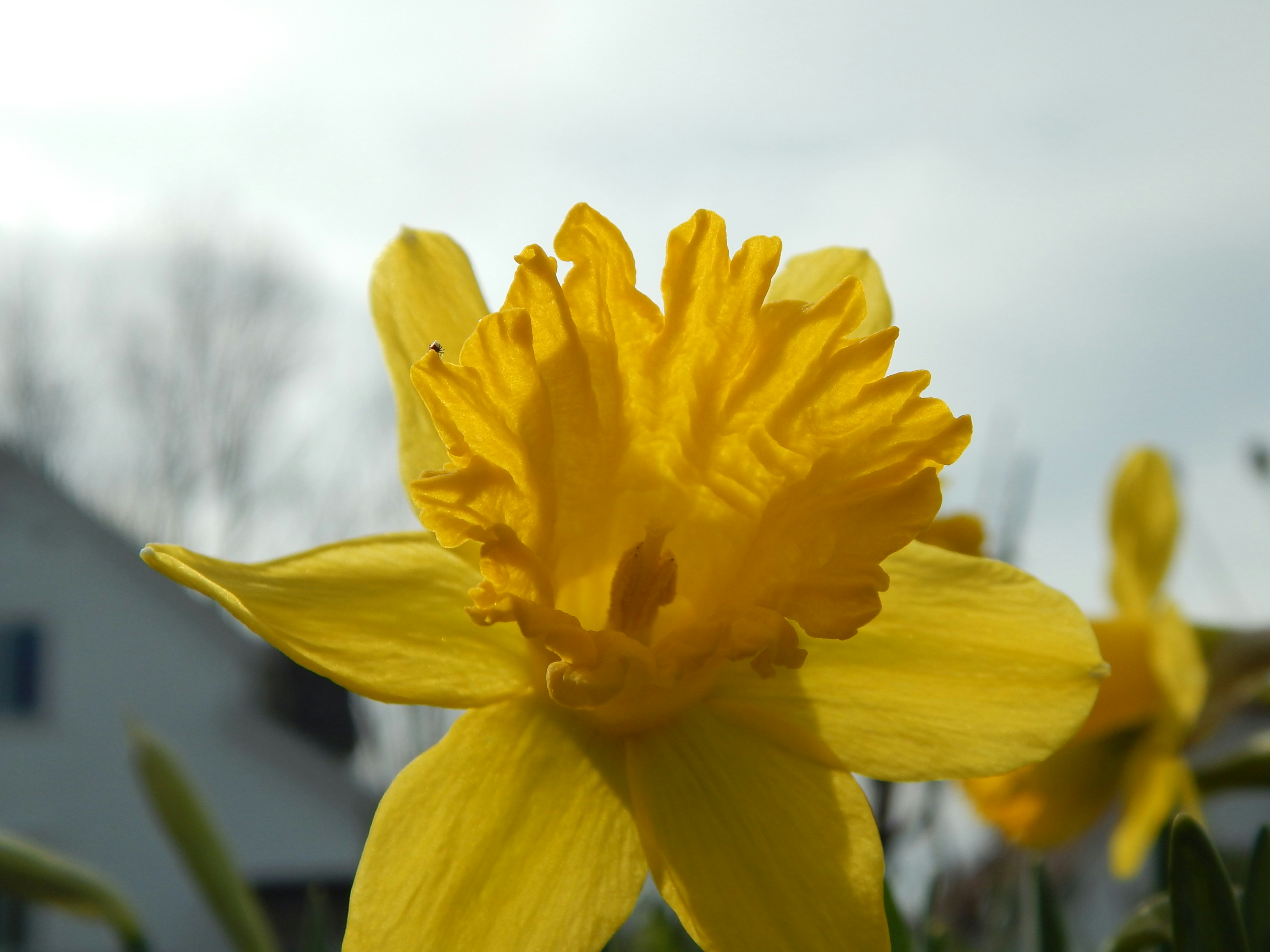 Sunlit Golden Daffodil: A Close-Up Amid a Suburban Backdrop