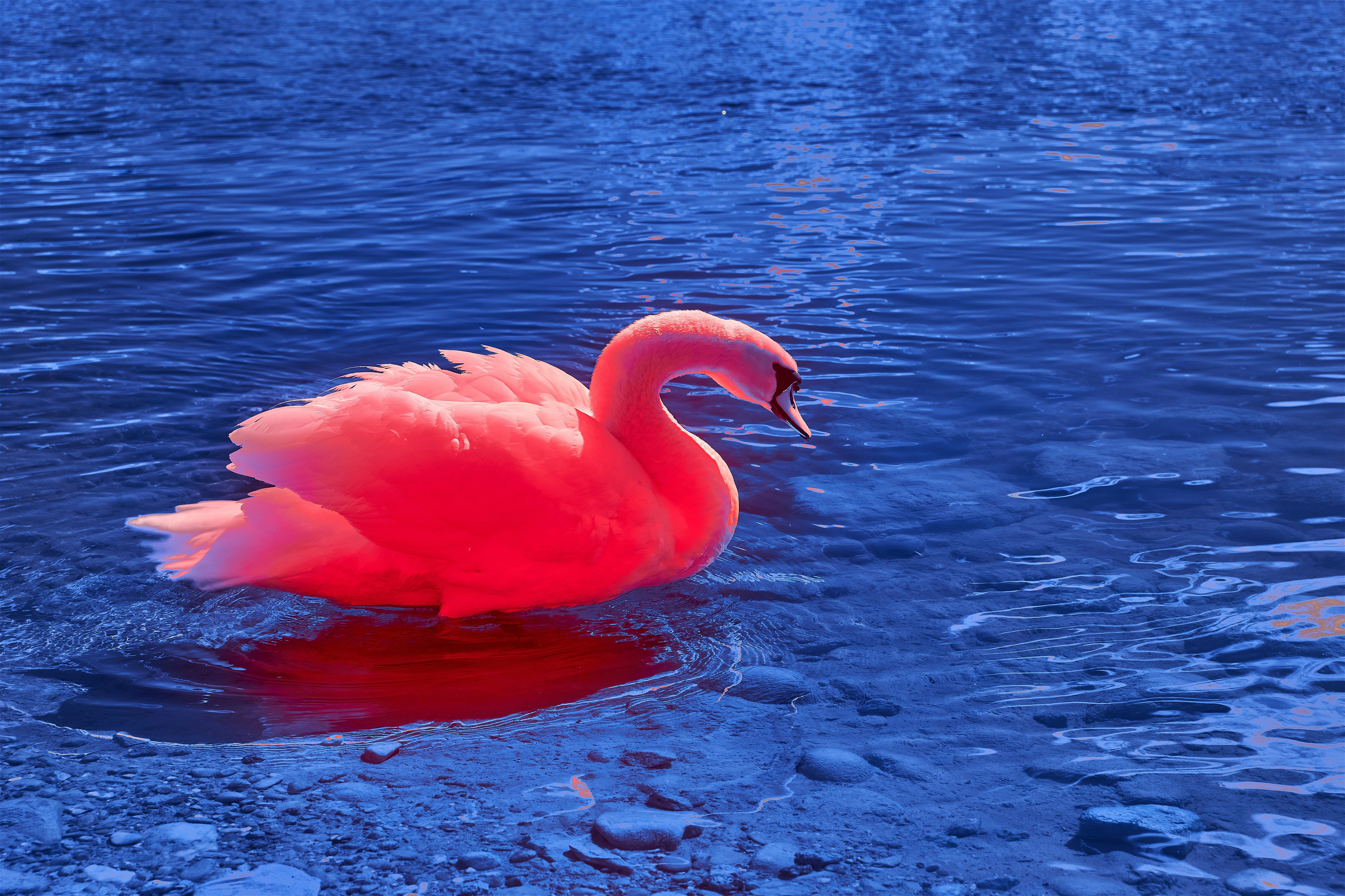 A pink flamingo floating on top of a body of water photo – Free Animal ...