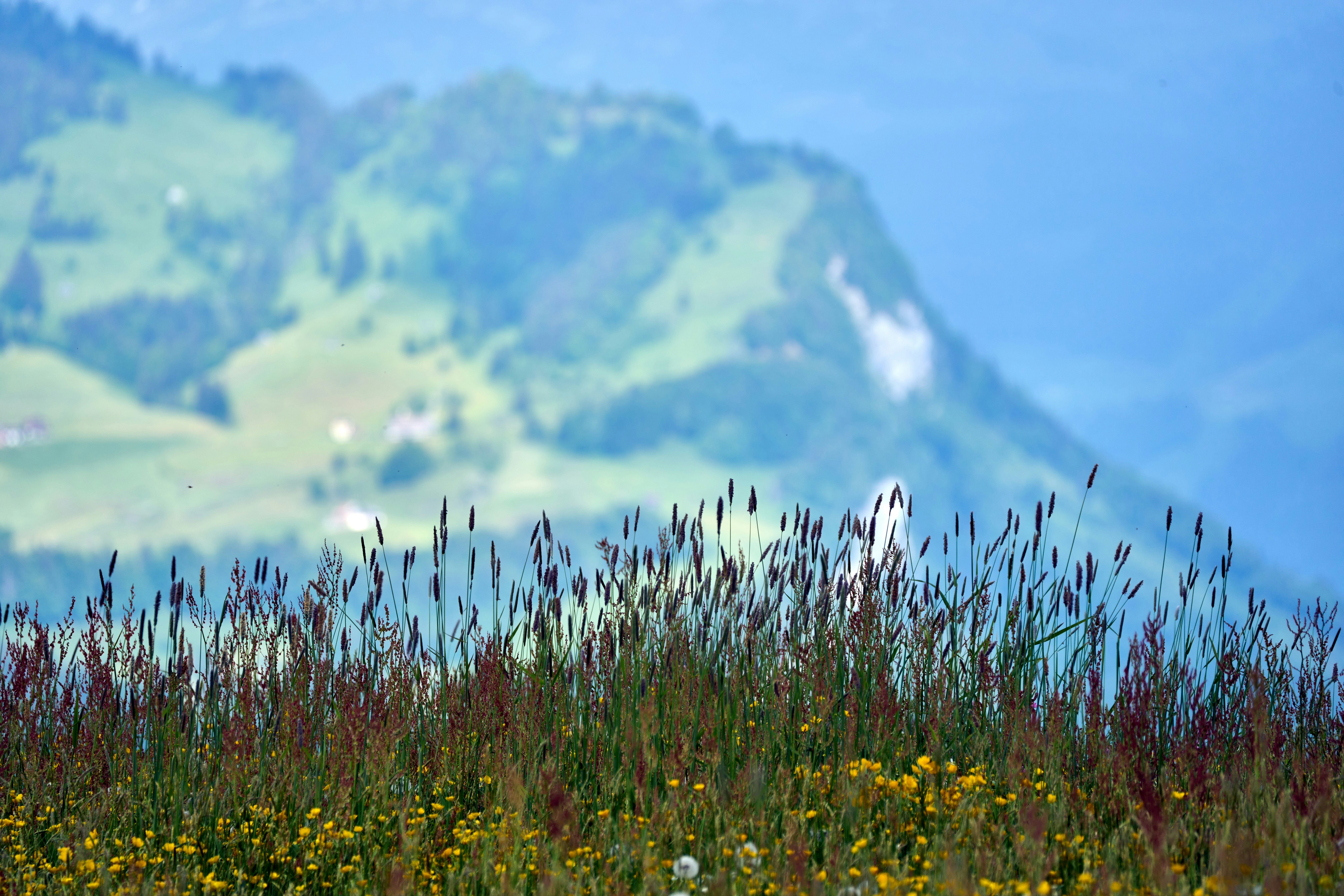 Photo by Wolfgang Hasselmann with Sony Alpha 7 IV