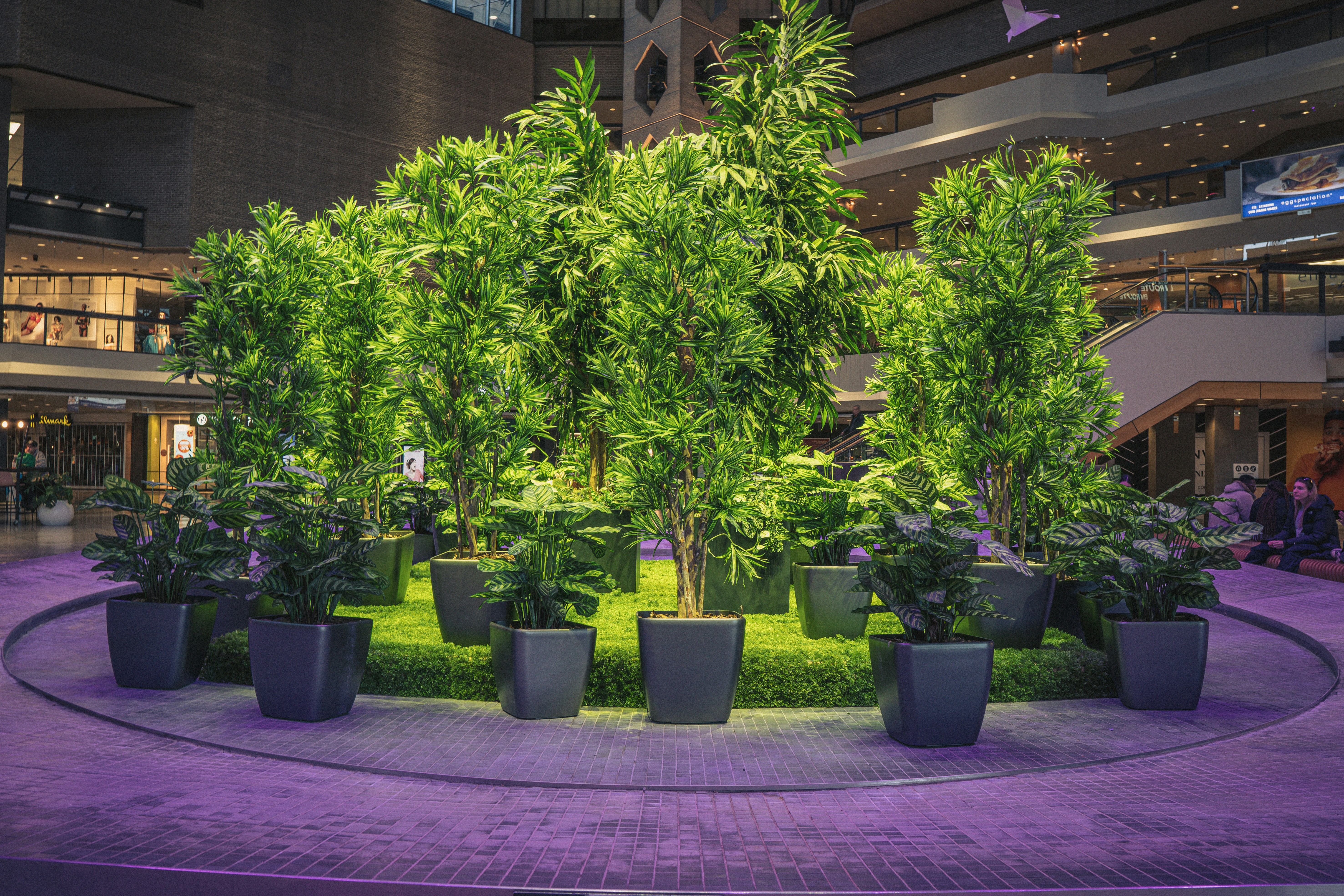 Indoor Garden: Circular Display of Lush Trees Surrounded by Ambient Purple Lighting