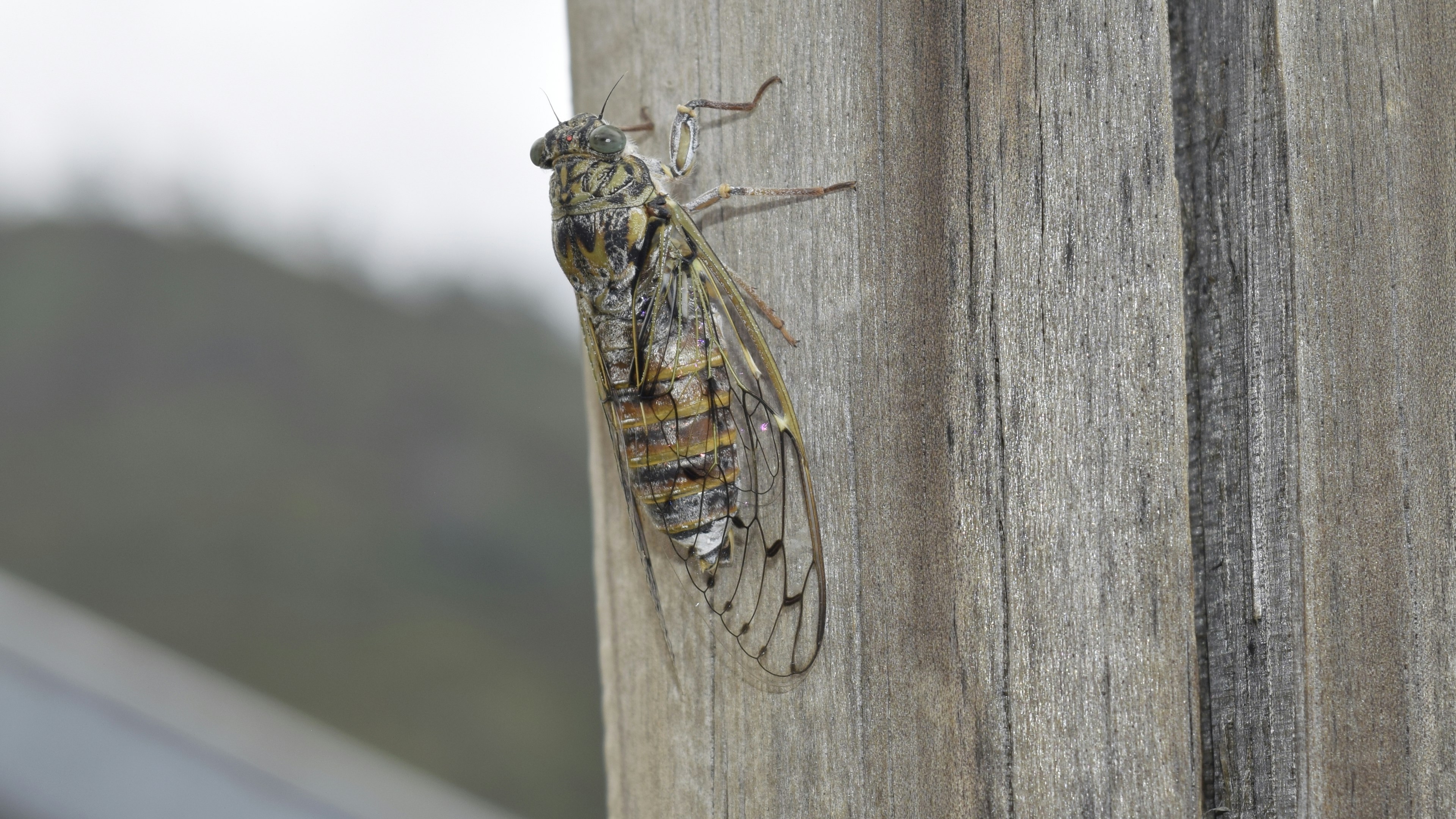 Fencepost Sentinel: Cicada's lacework on weathered timber