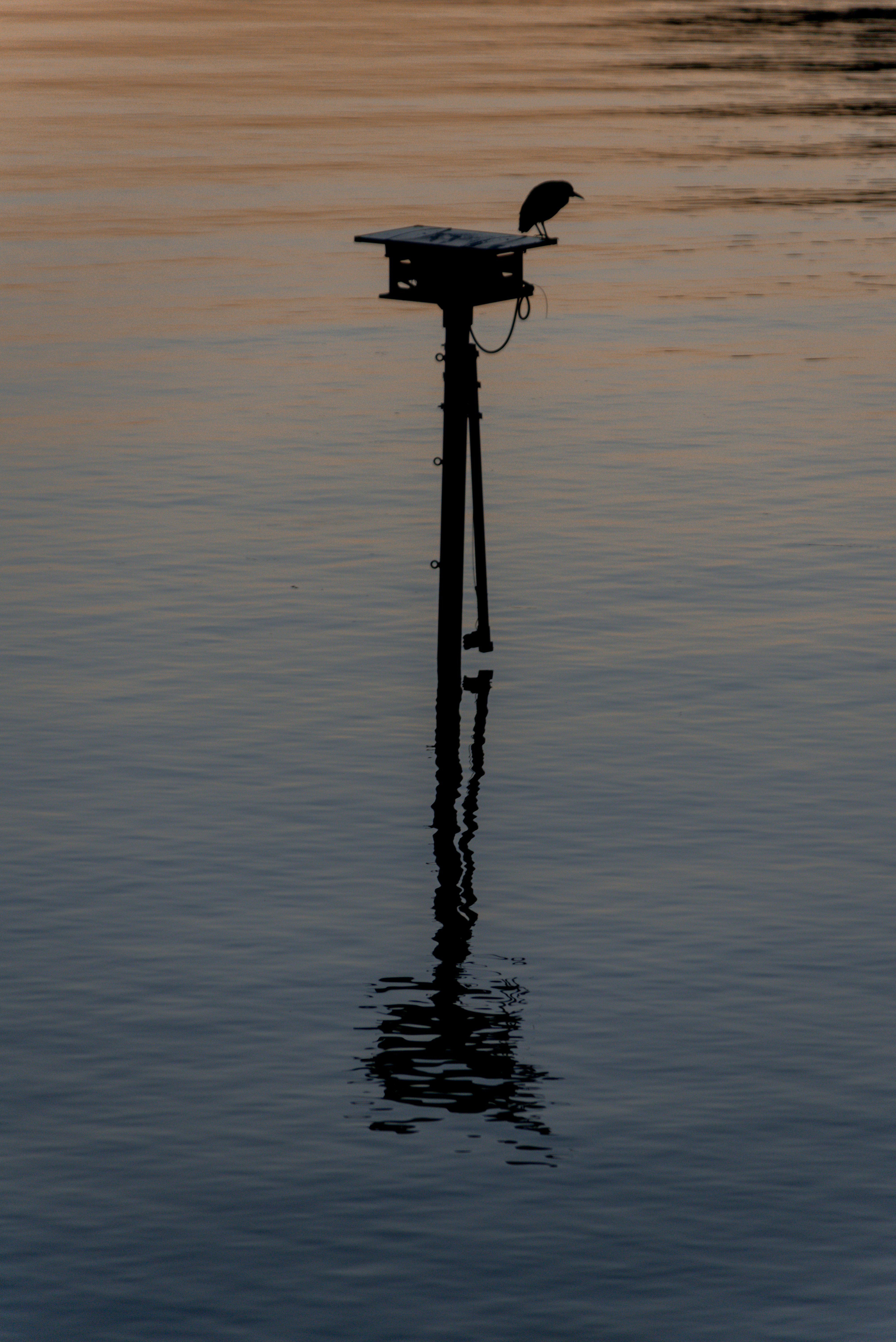 Perched Sentinel: A solitary bird atop a weathered beacon at dusk