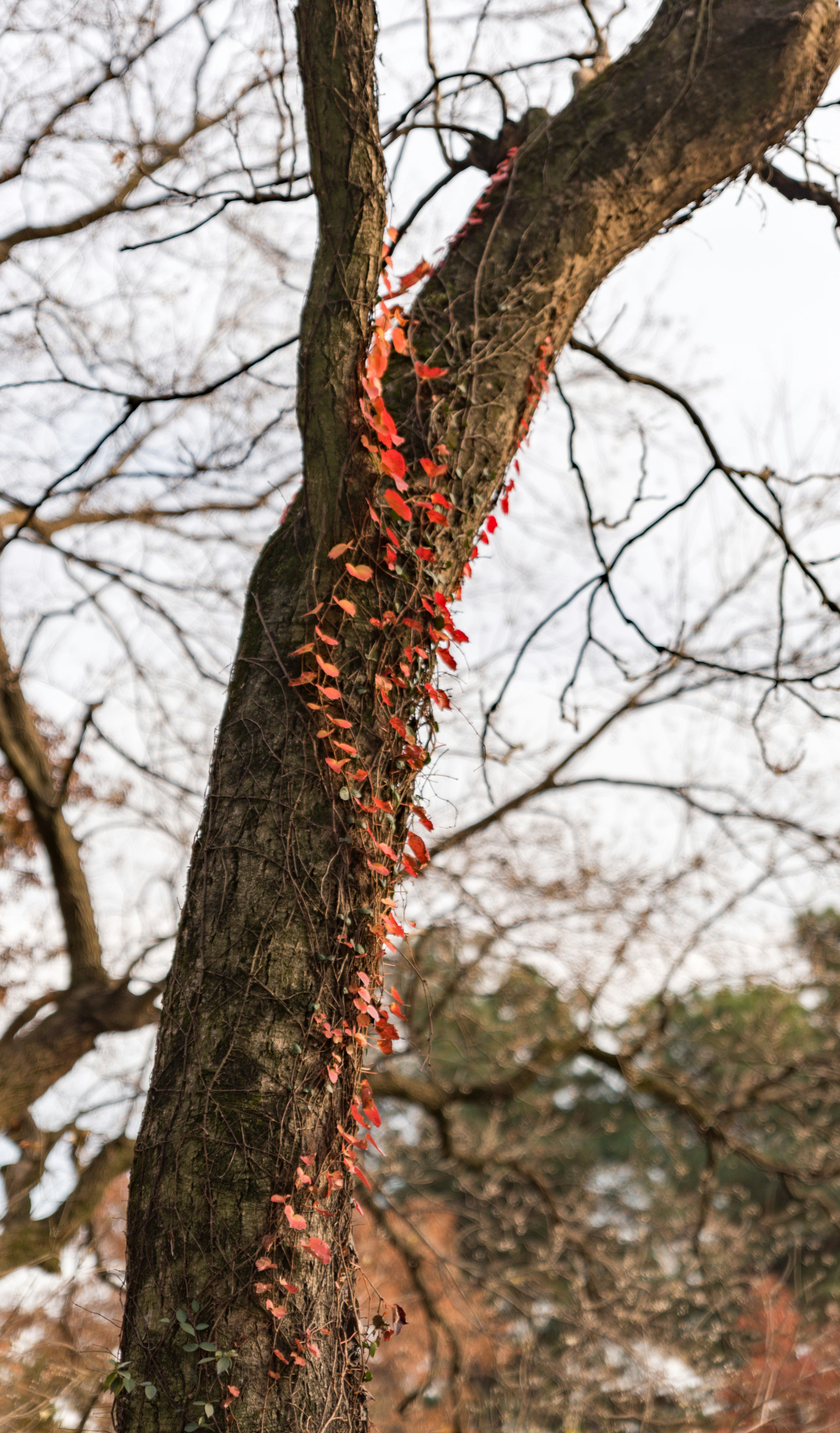 a tree with a bunch of red leaves on it