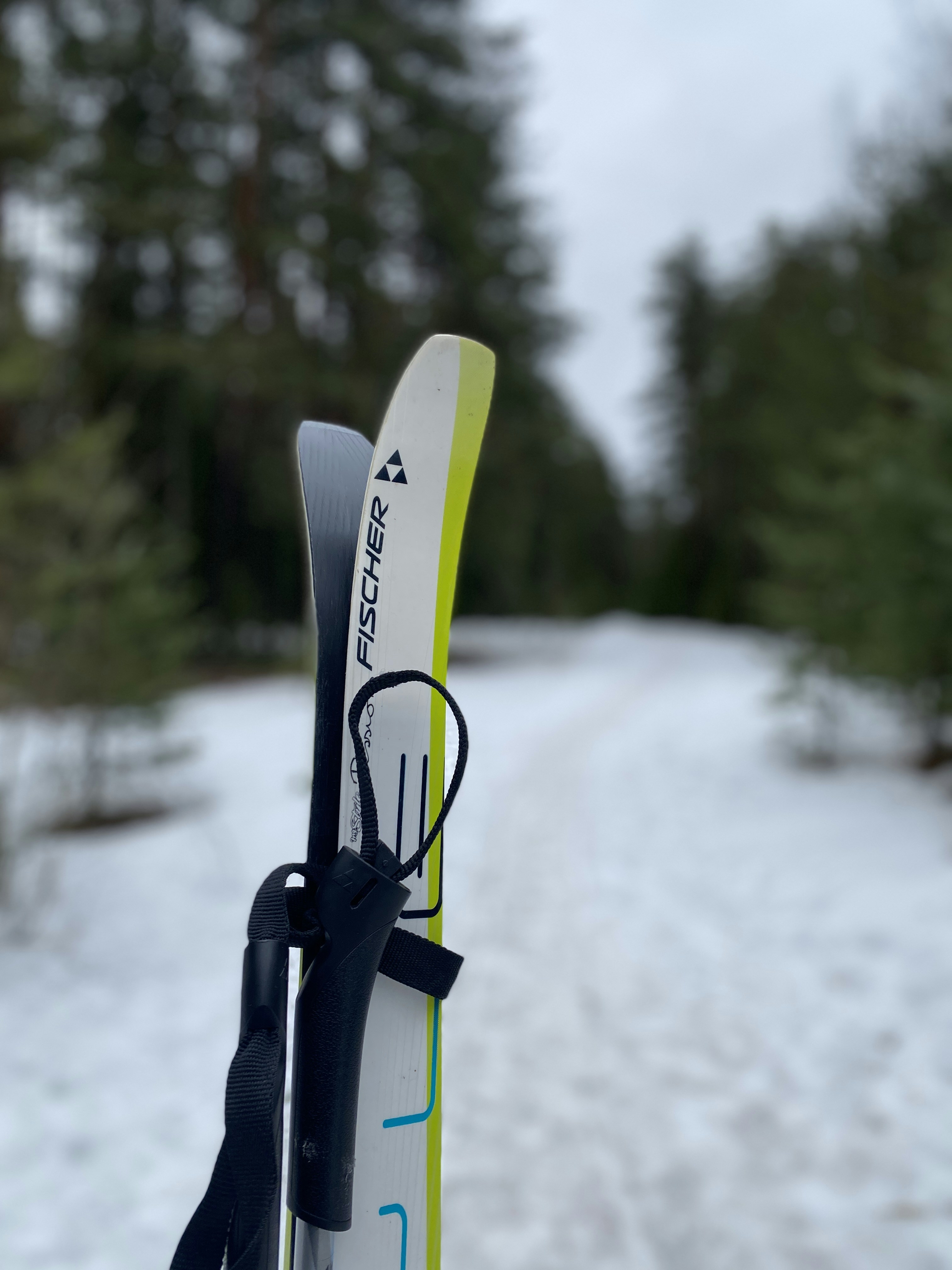 Fischer Skis Propped at the Threshold of a Snowy Forest Trail